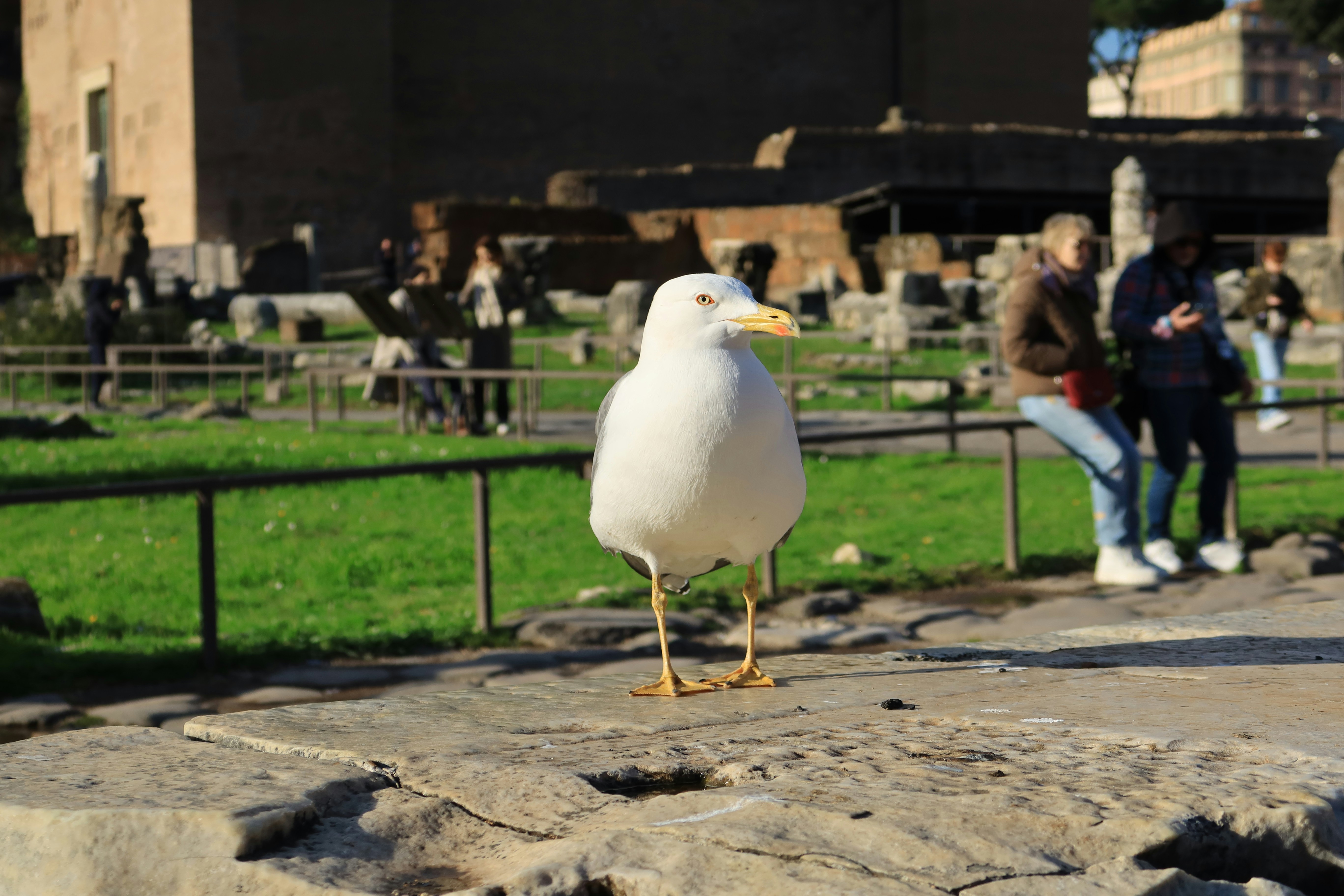 Seagull on Sunlit Stone: A Quiet Moment Amid Ancient Ruins