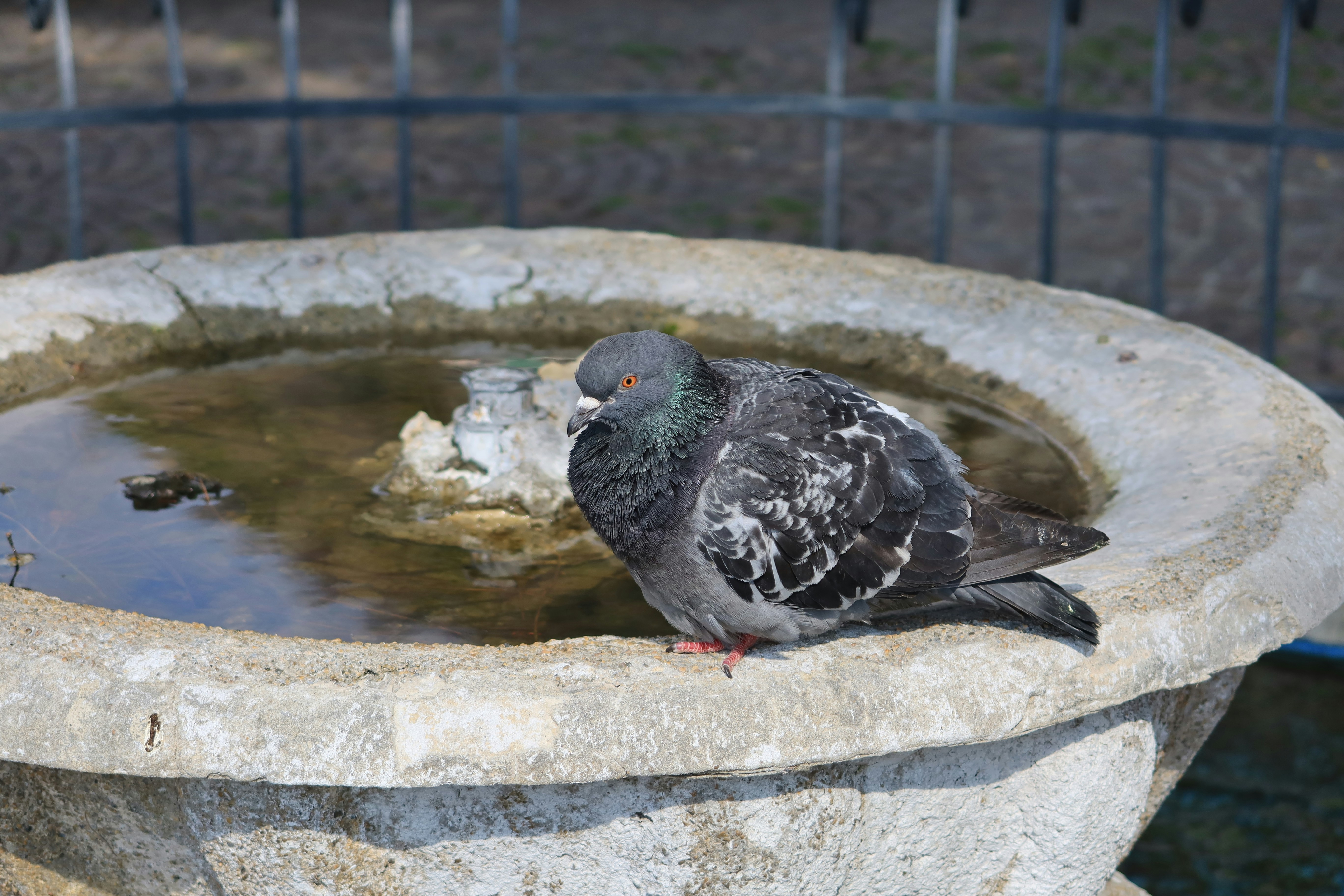 Urban Serenity: A Pigeon’s Rest by the Fountain
