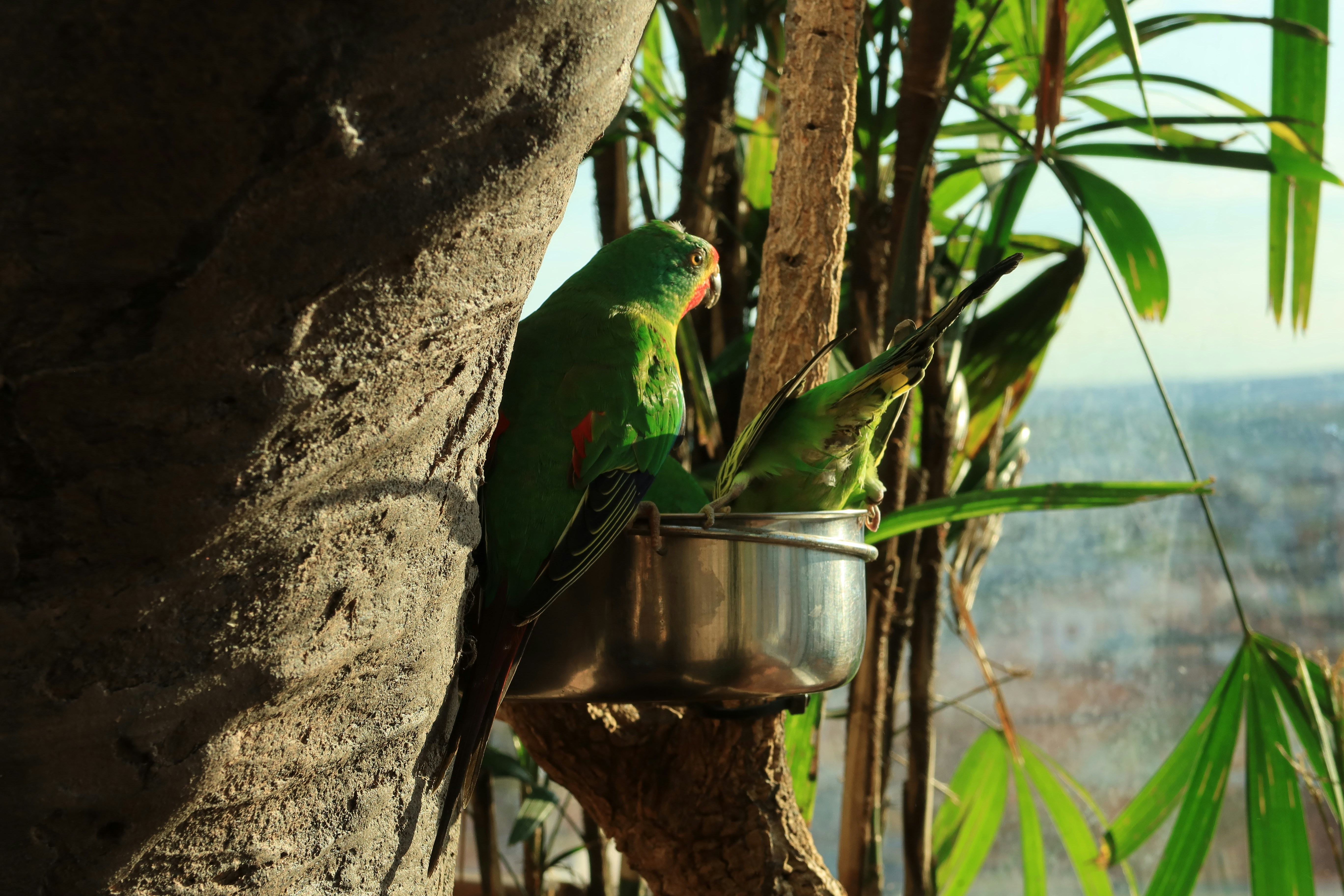 Emerald Parrot Perches by a Sunlit Bowl Amid Balcony Greens