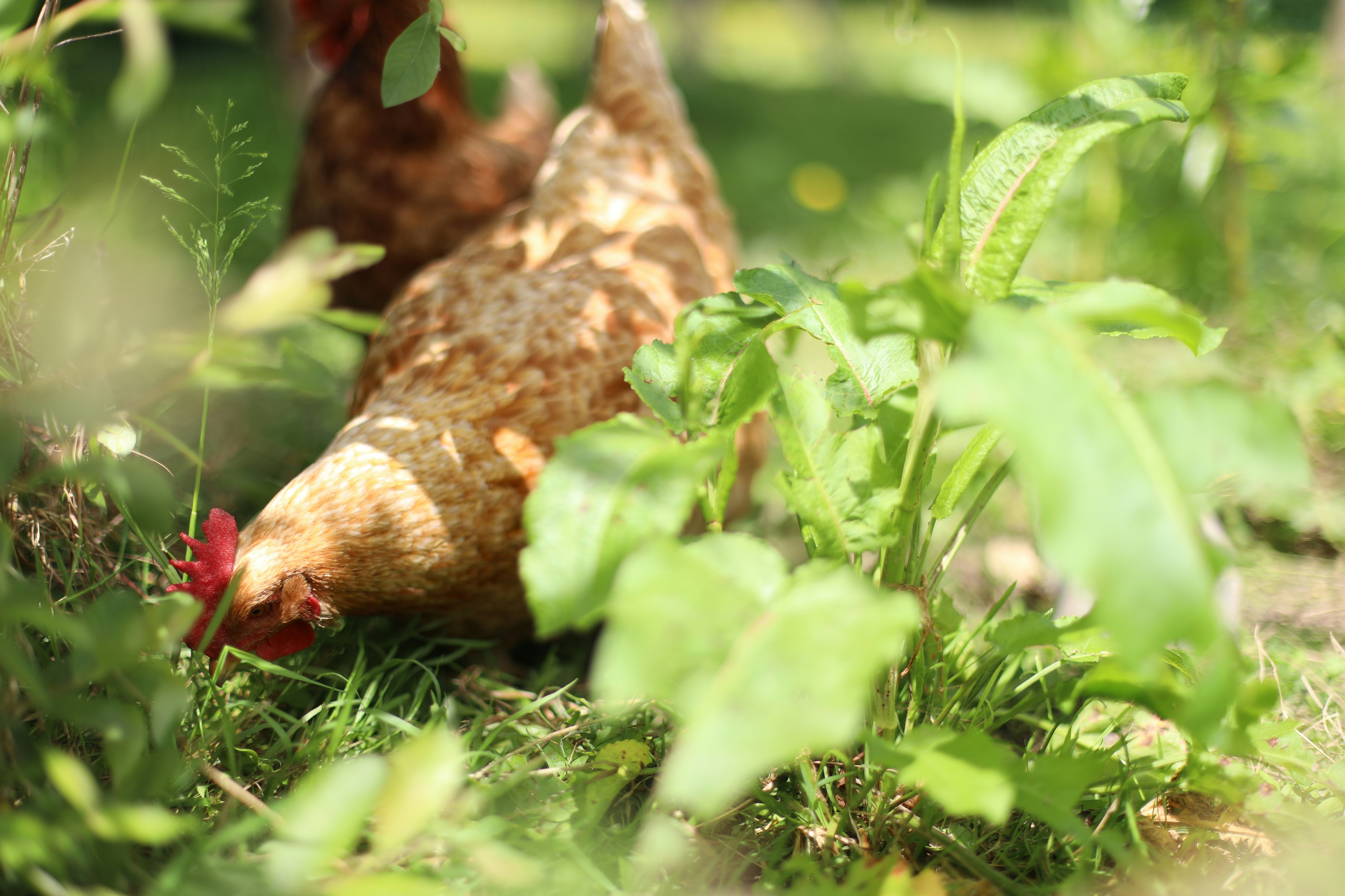 Sunlit Hen in a Low-Cropped Meadow