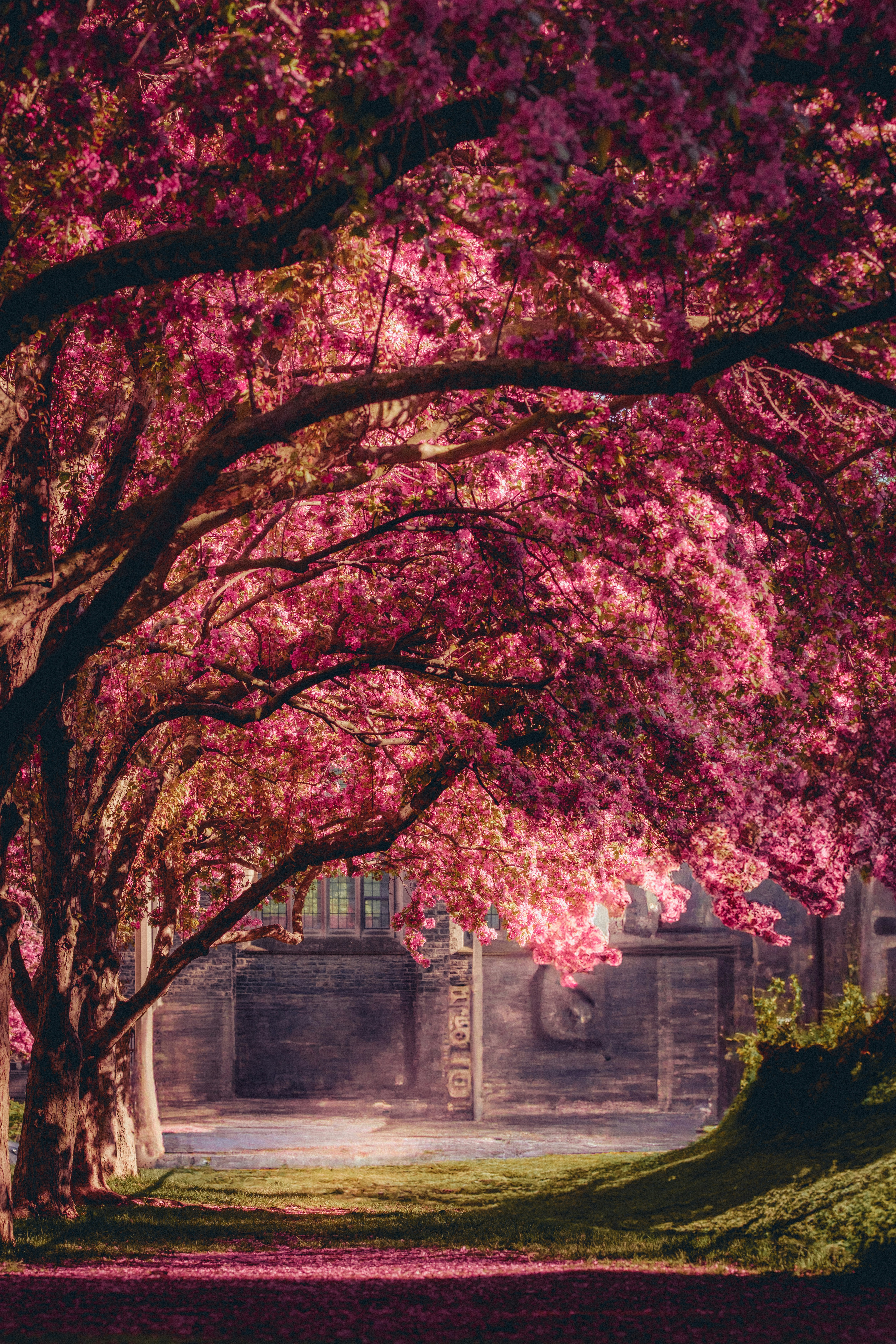 Crimson Canopy Arching Over a Sunlit Path Toward a Weathered Door
