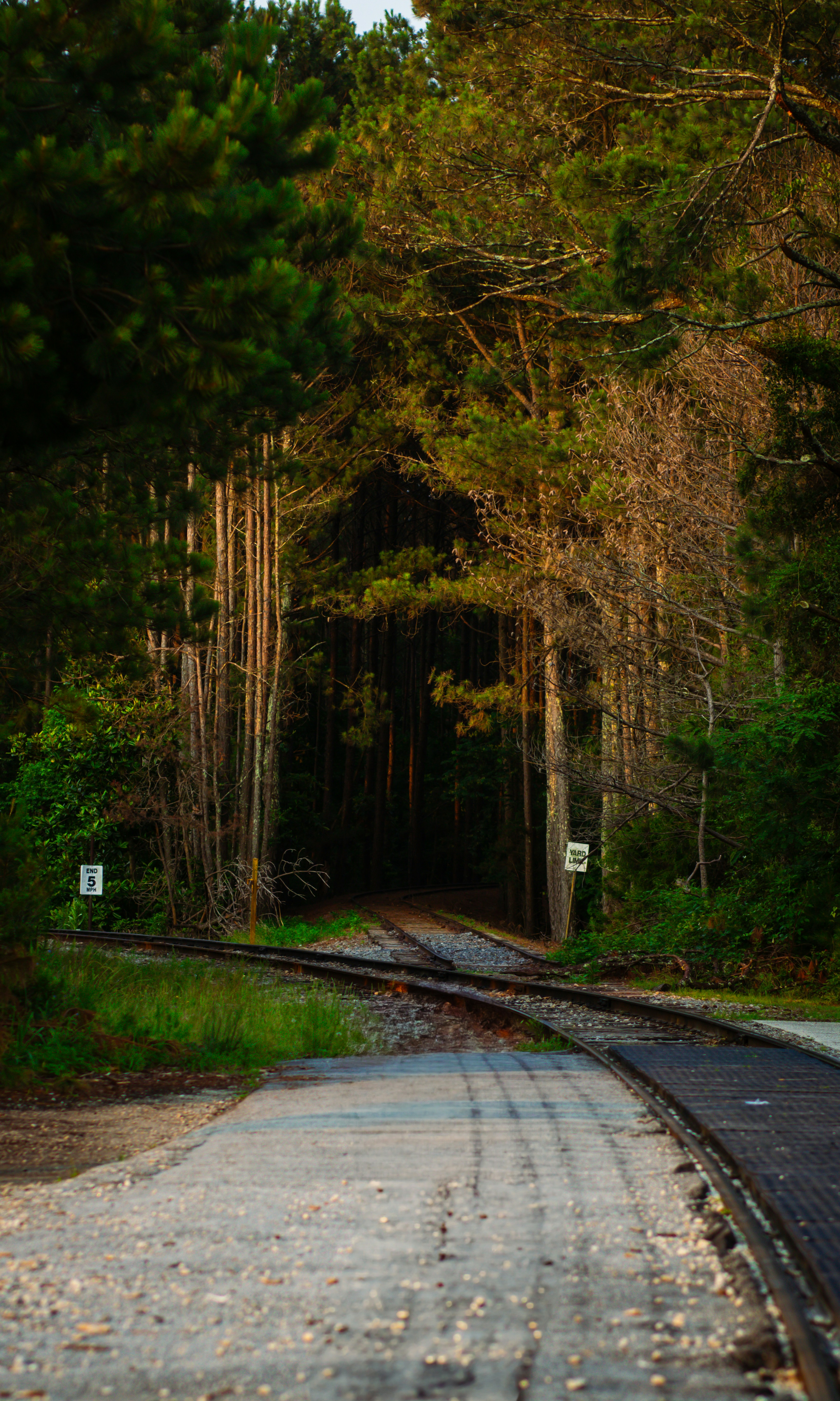 Whispers of the Forgotten Tracks
