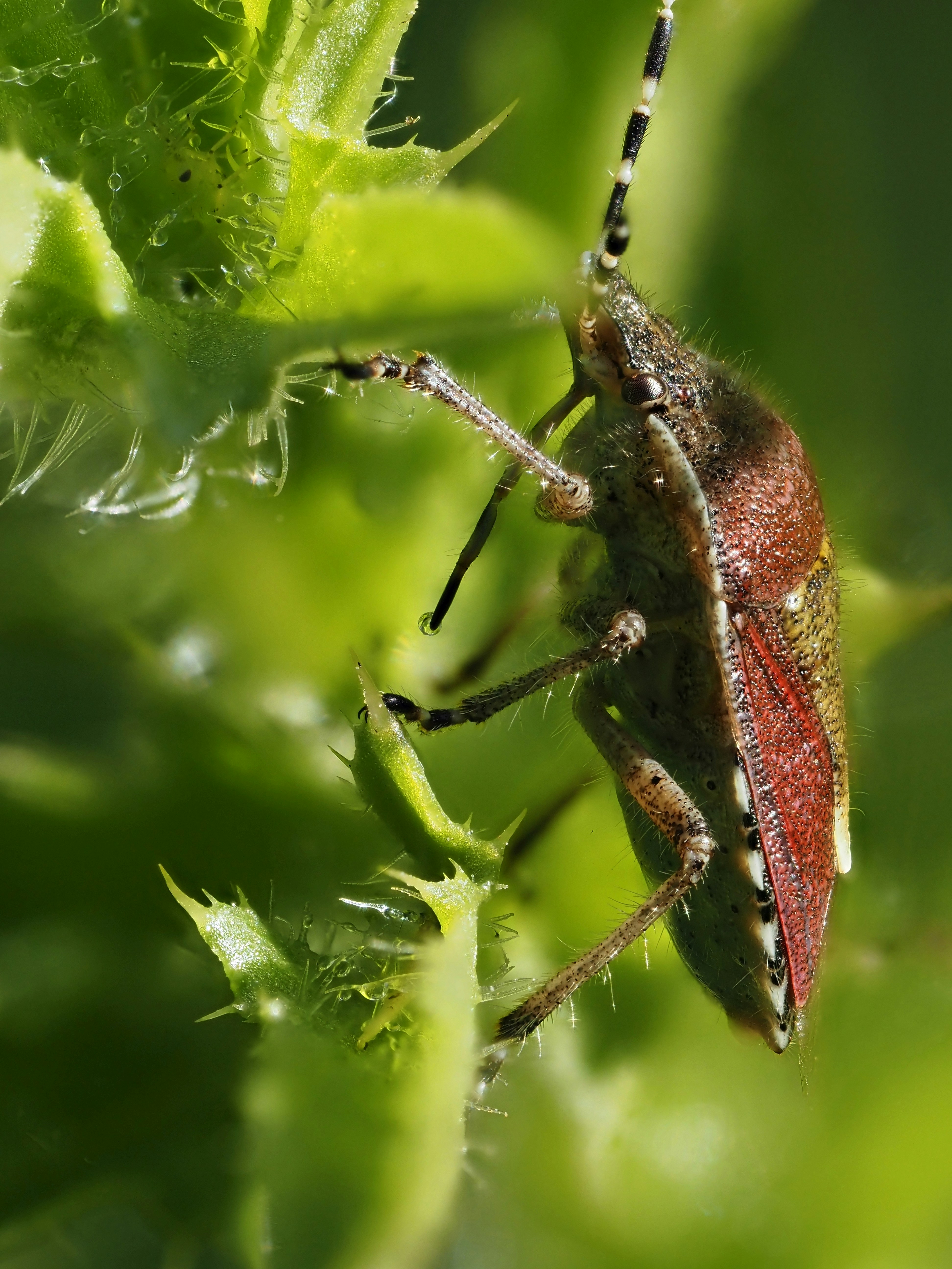 Crimson Shield: a leaf-dwelling bug in sharp, sunlit detail