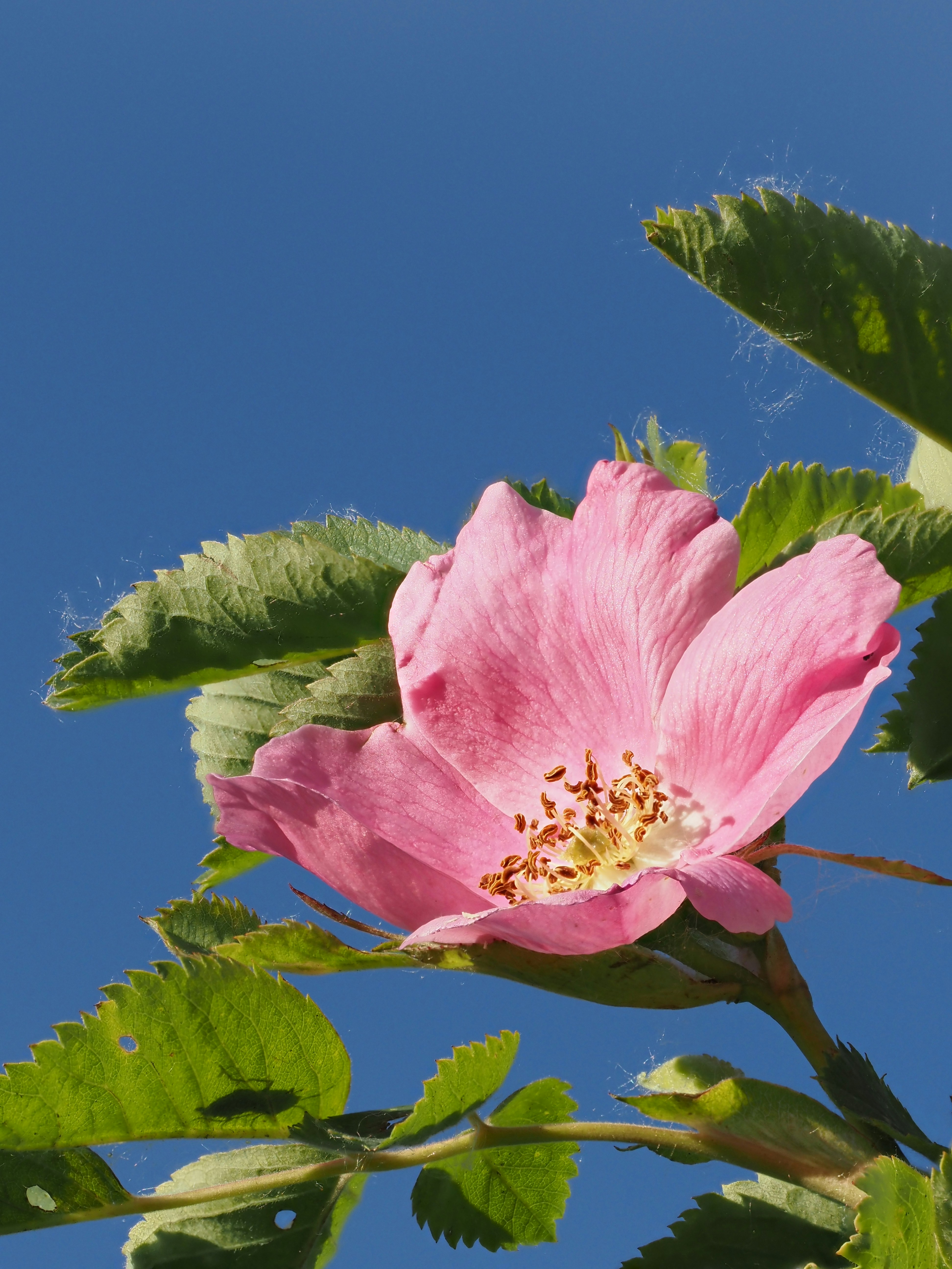 rose hip flower