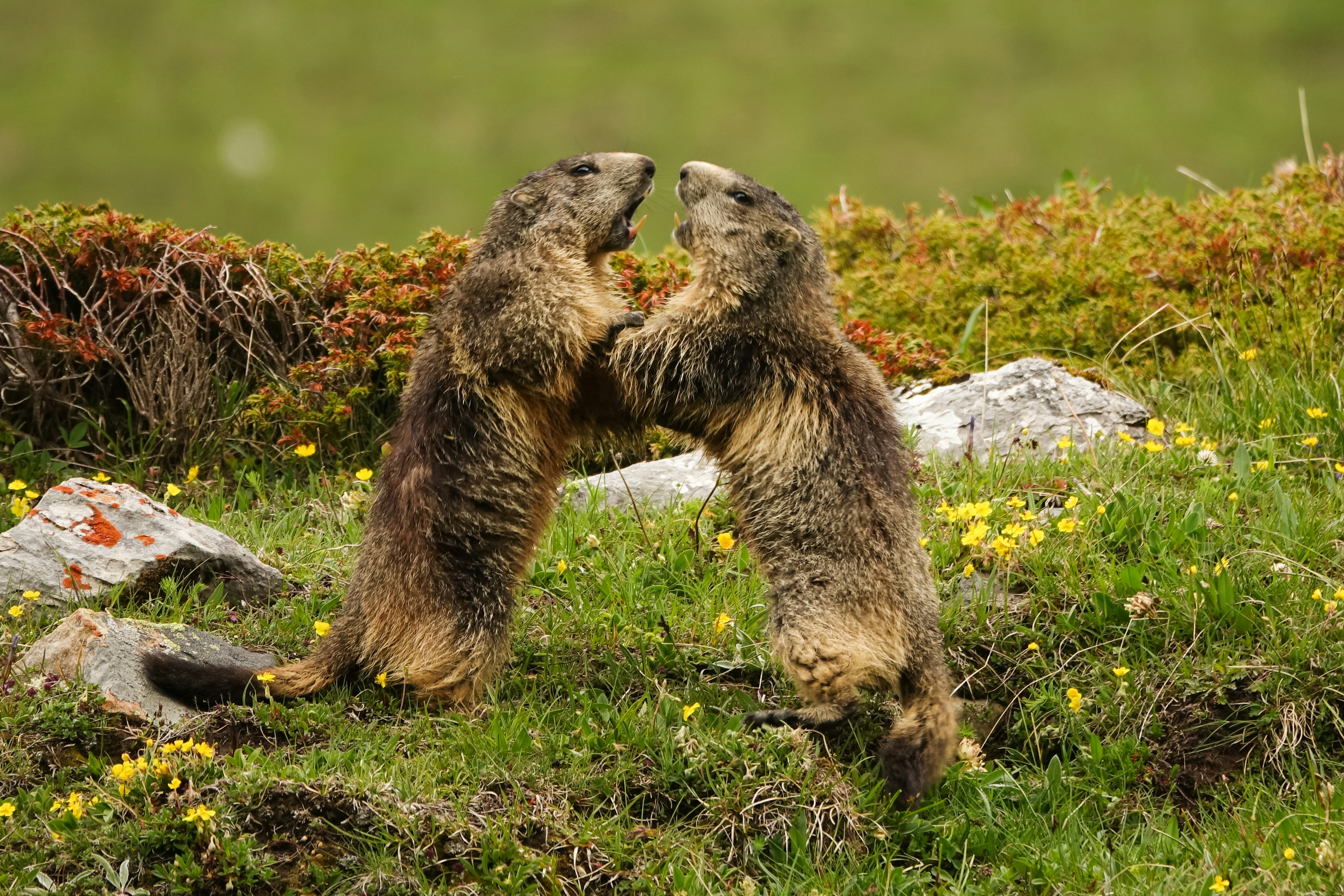 Two marmots are playfully boxing. photo – Free Animal Image on Unsplash