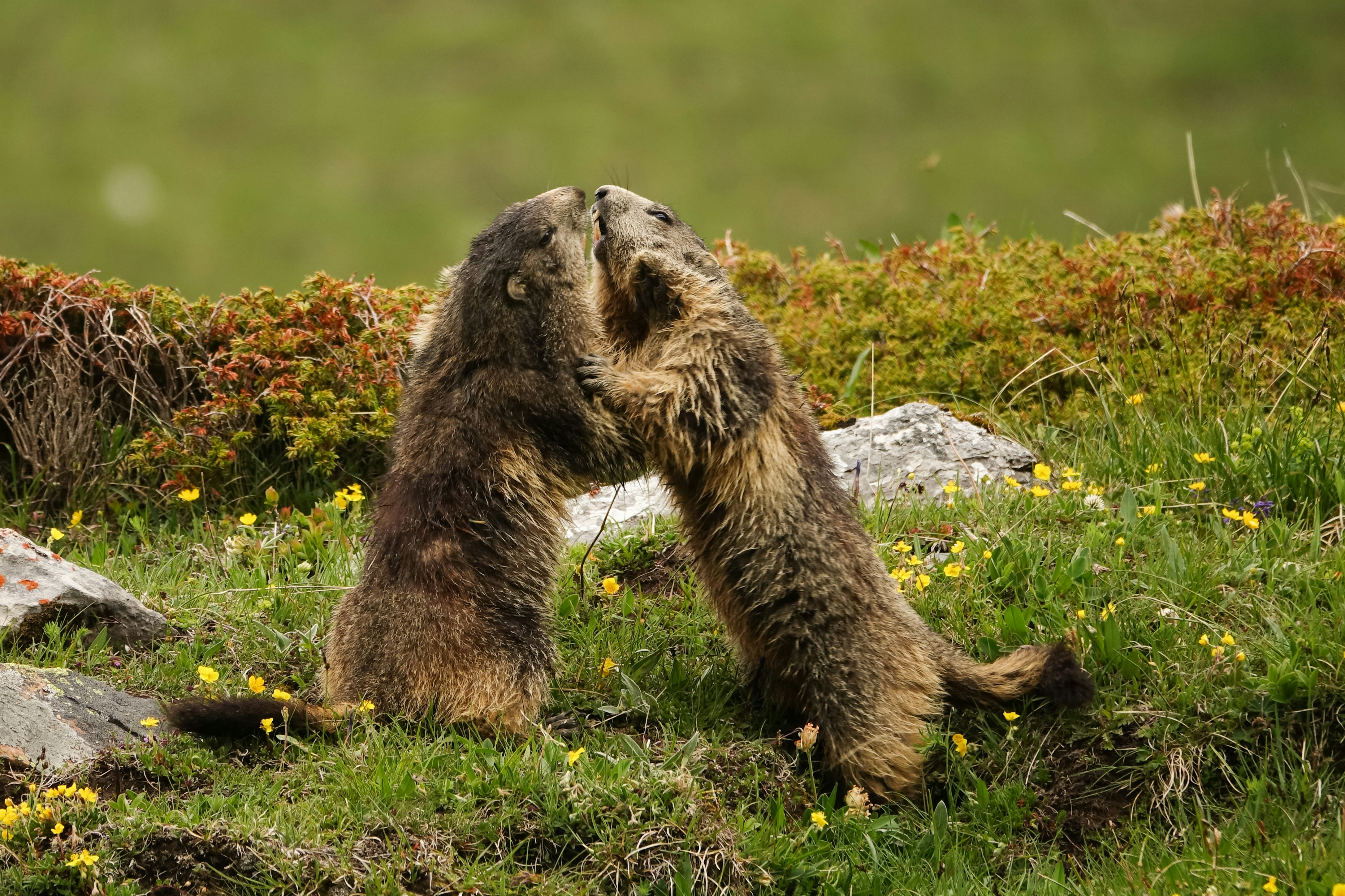 Nature's Playful Embrace