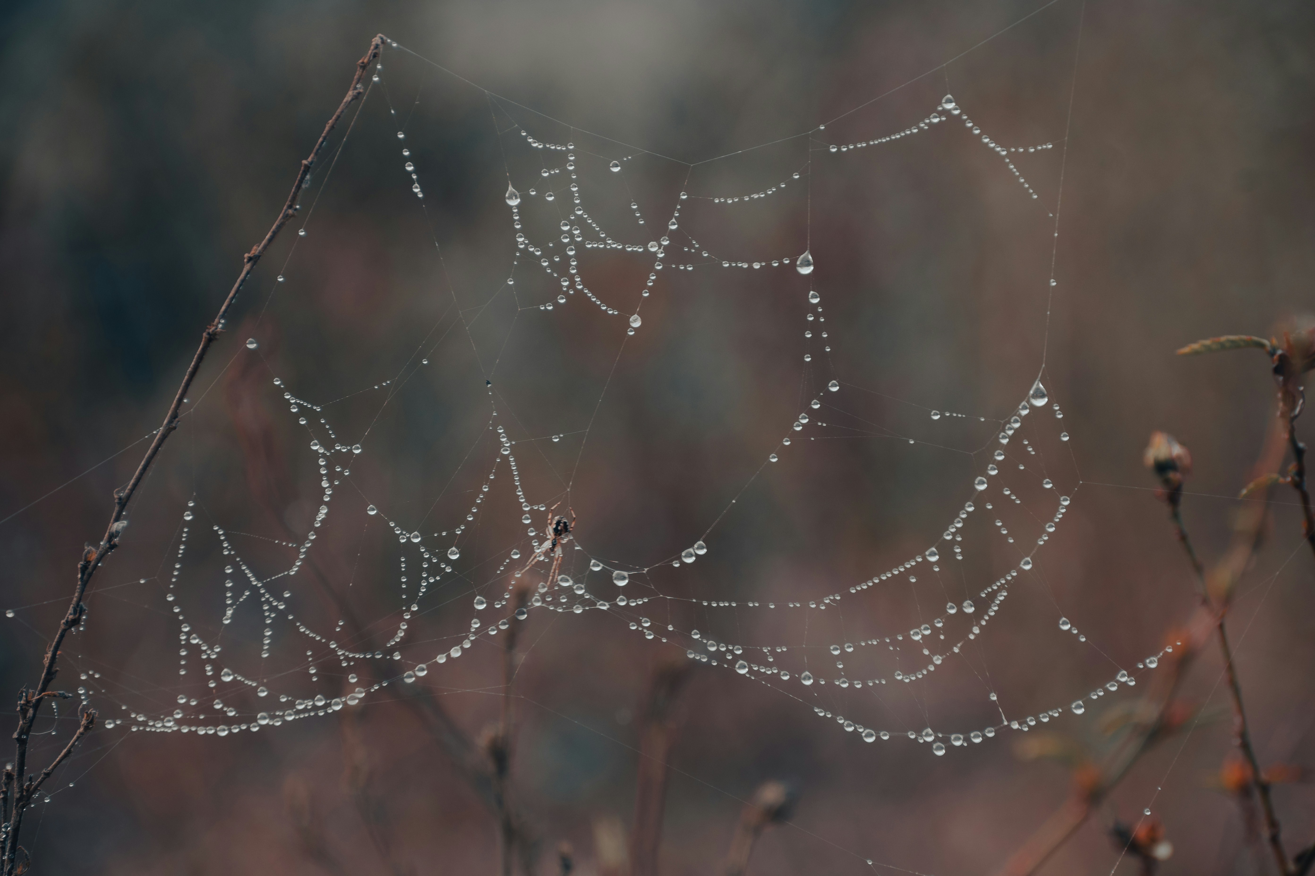 Nature's Delicate Architecture