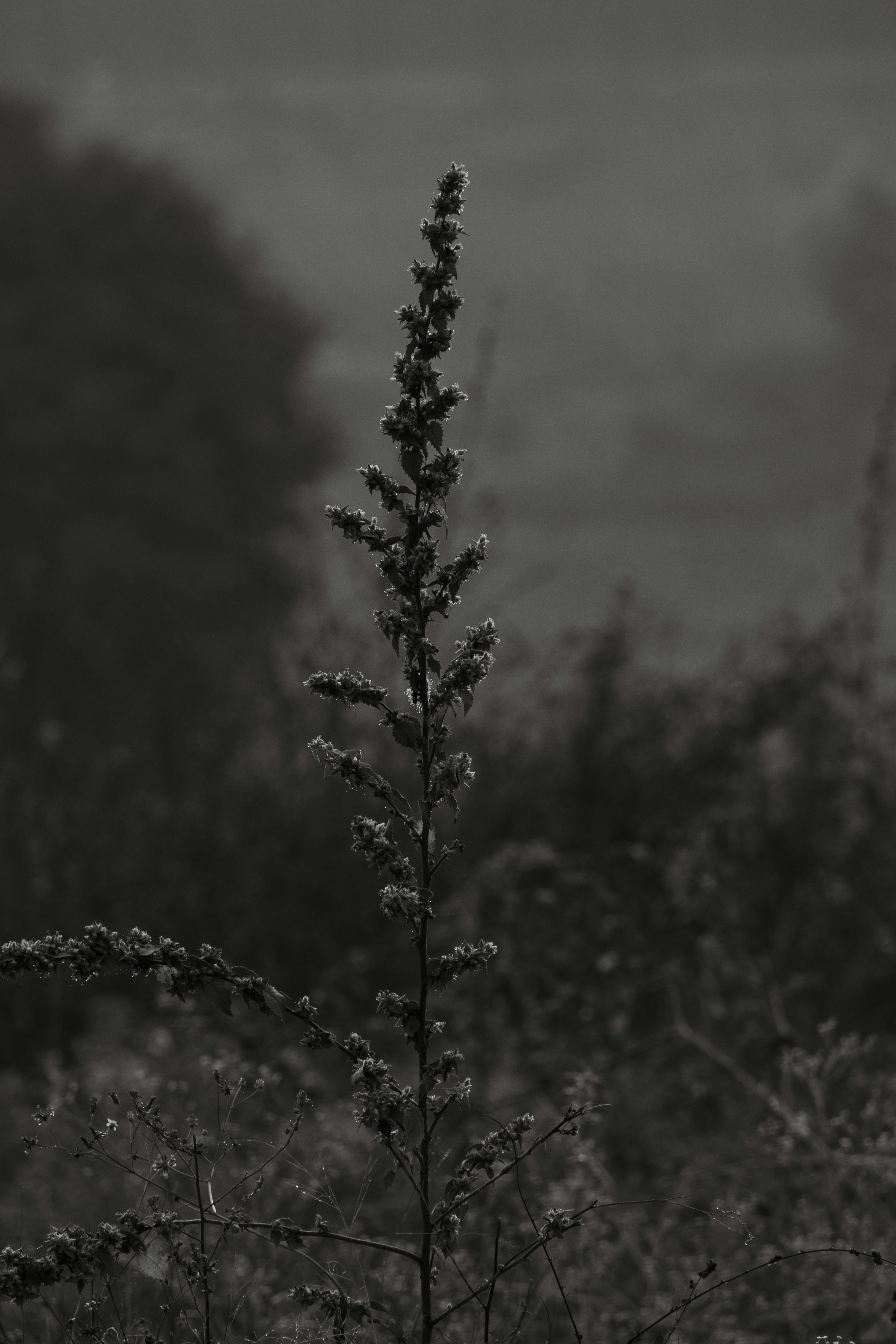 A single plant stands tall in monochromatic glory.