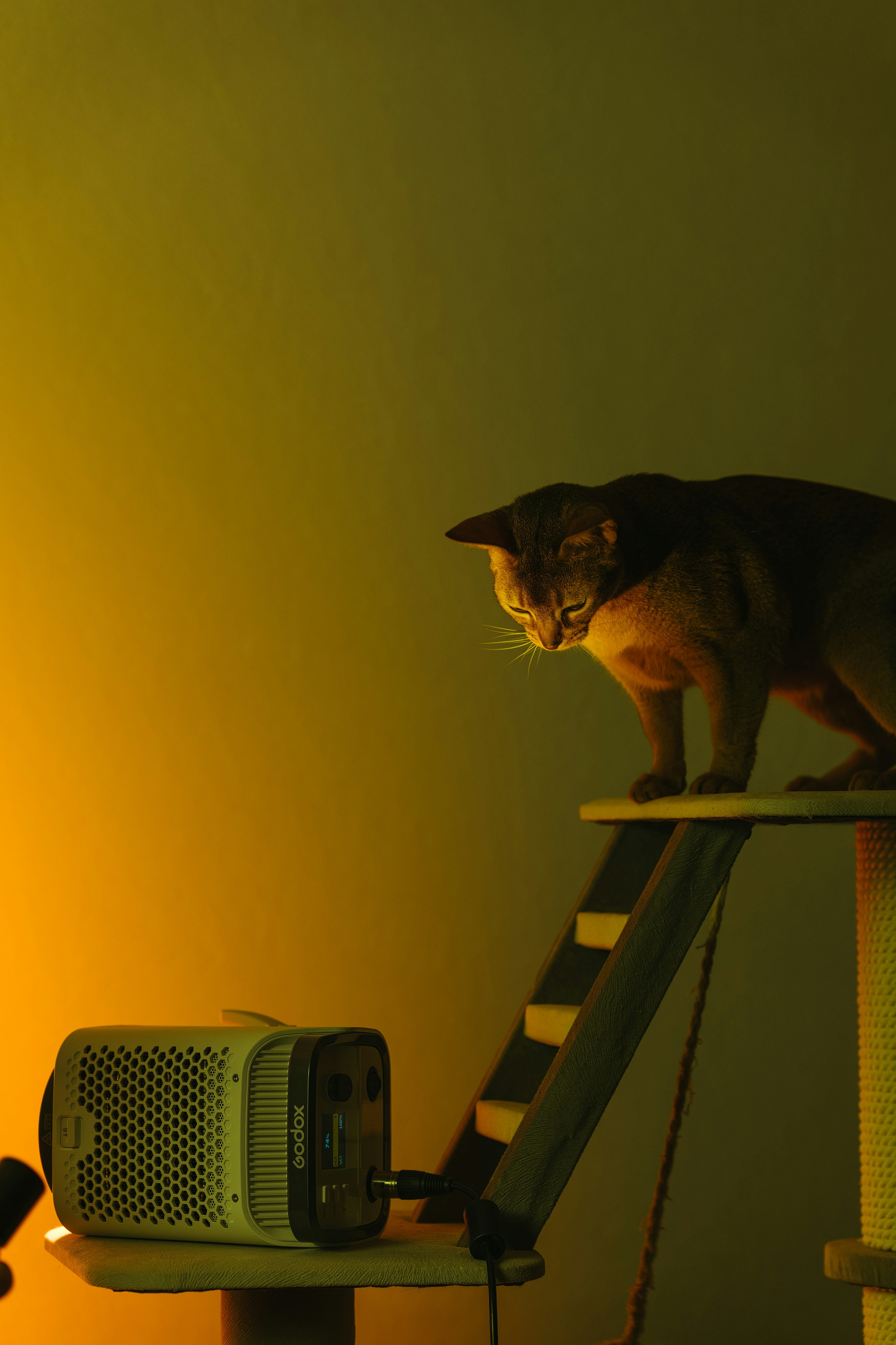 A cat perches above a projector. photo – Free Cat Image on Unsplash