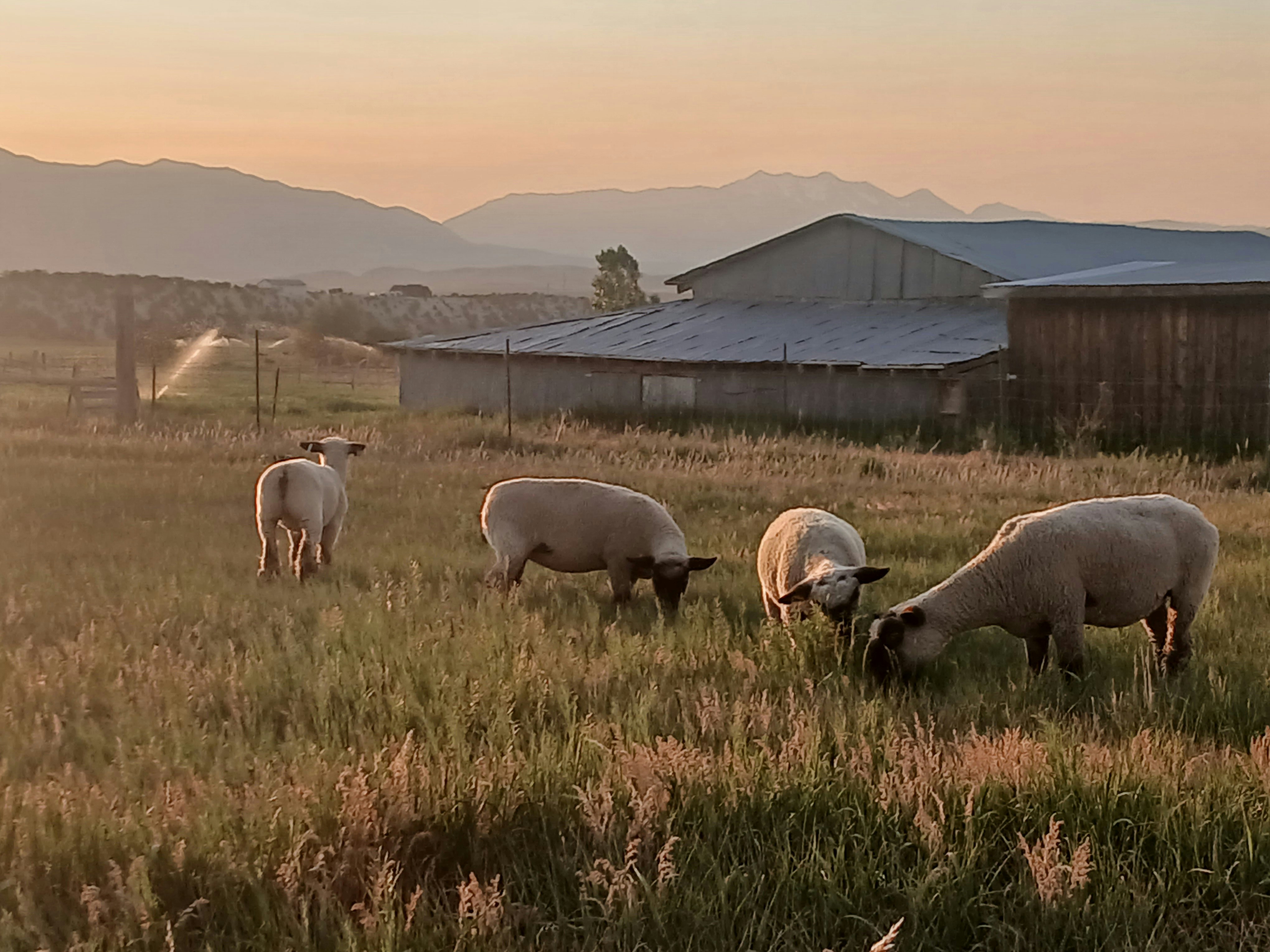 Golden-hour pasture scene with a small flock of sheep near a rustic barn, bathed in warm light and soft shadows.