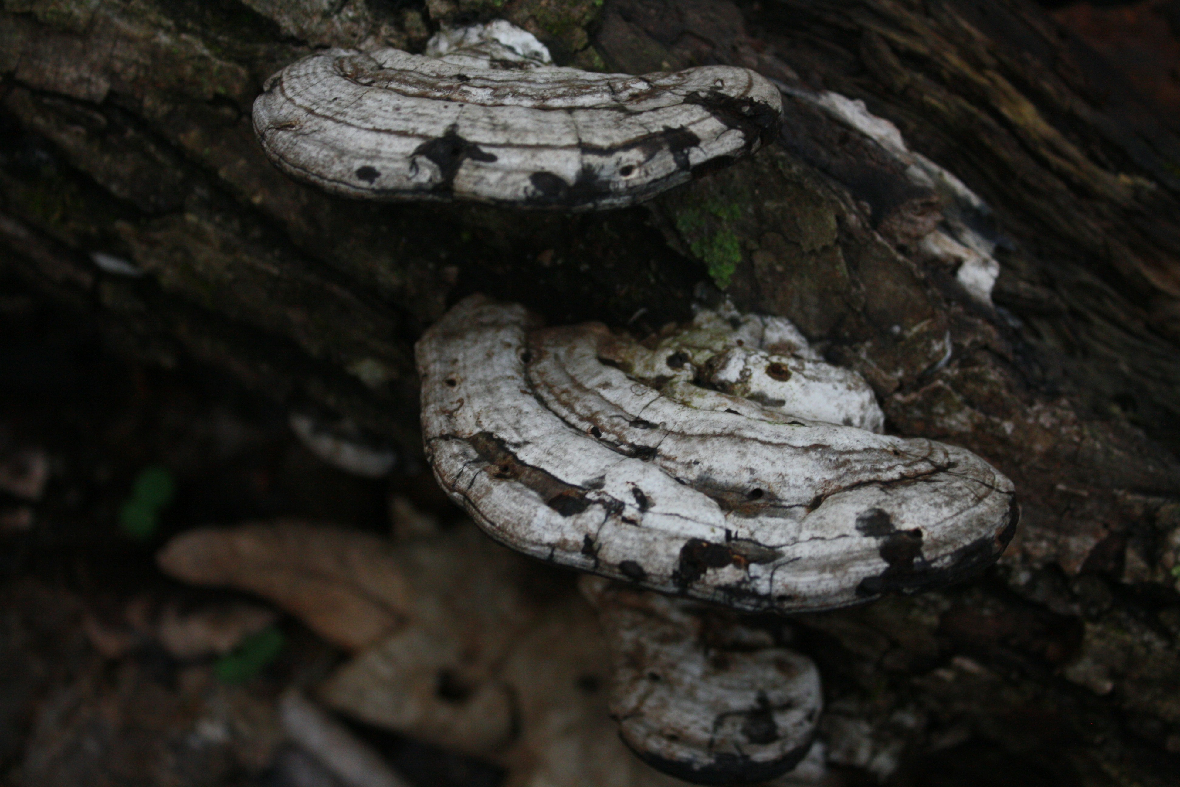 Mushrooms are growing on the side of a tree.
