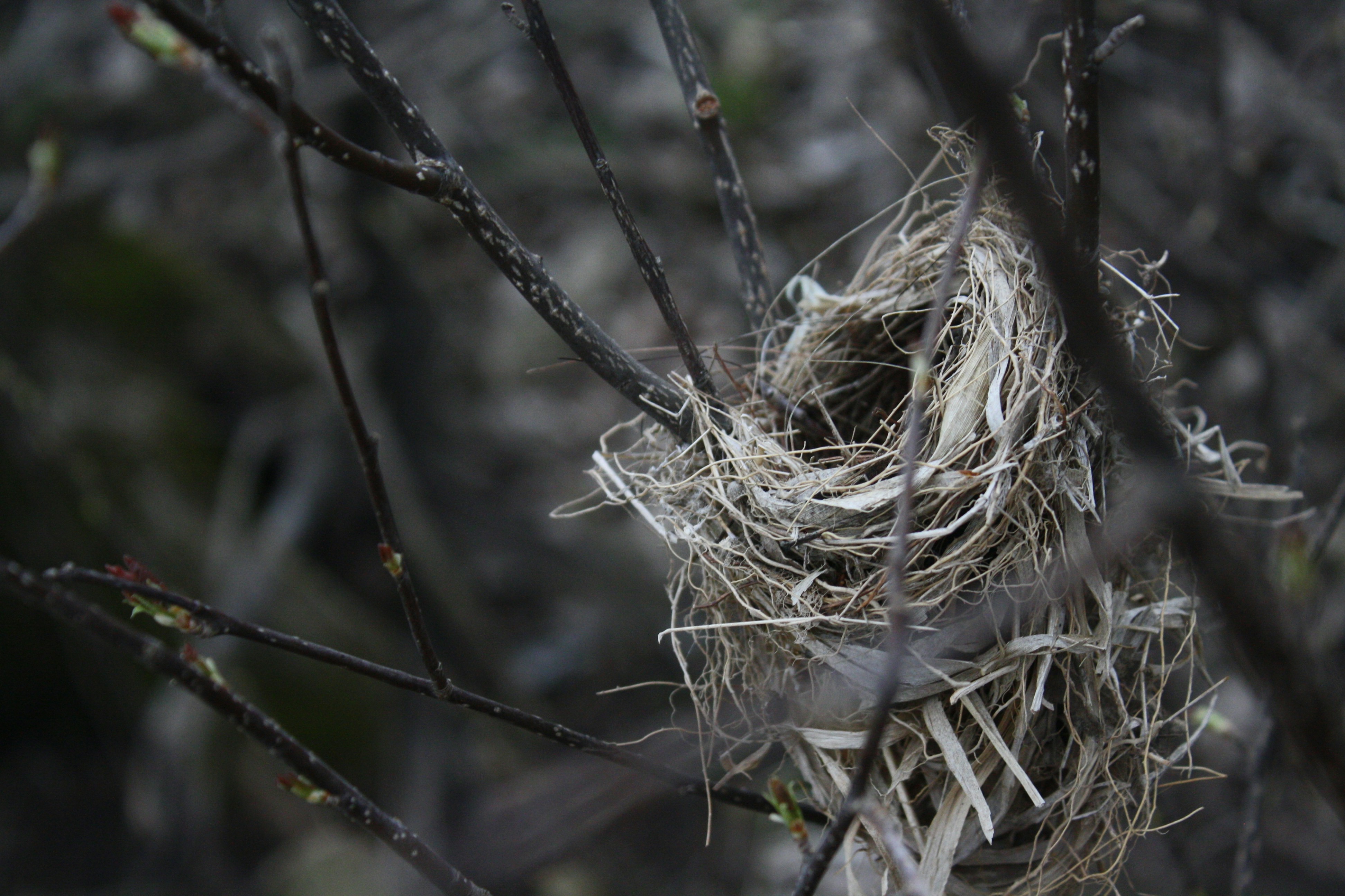 Photo by L S with Canon EOS 1000D