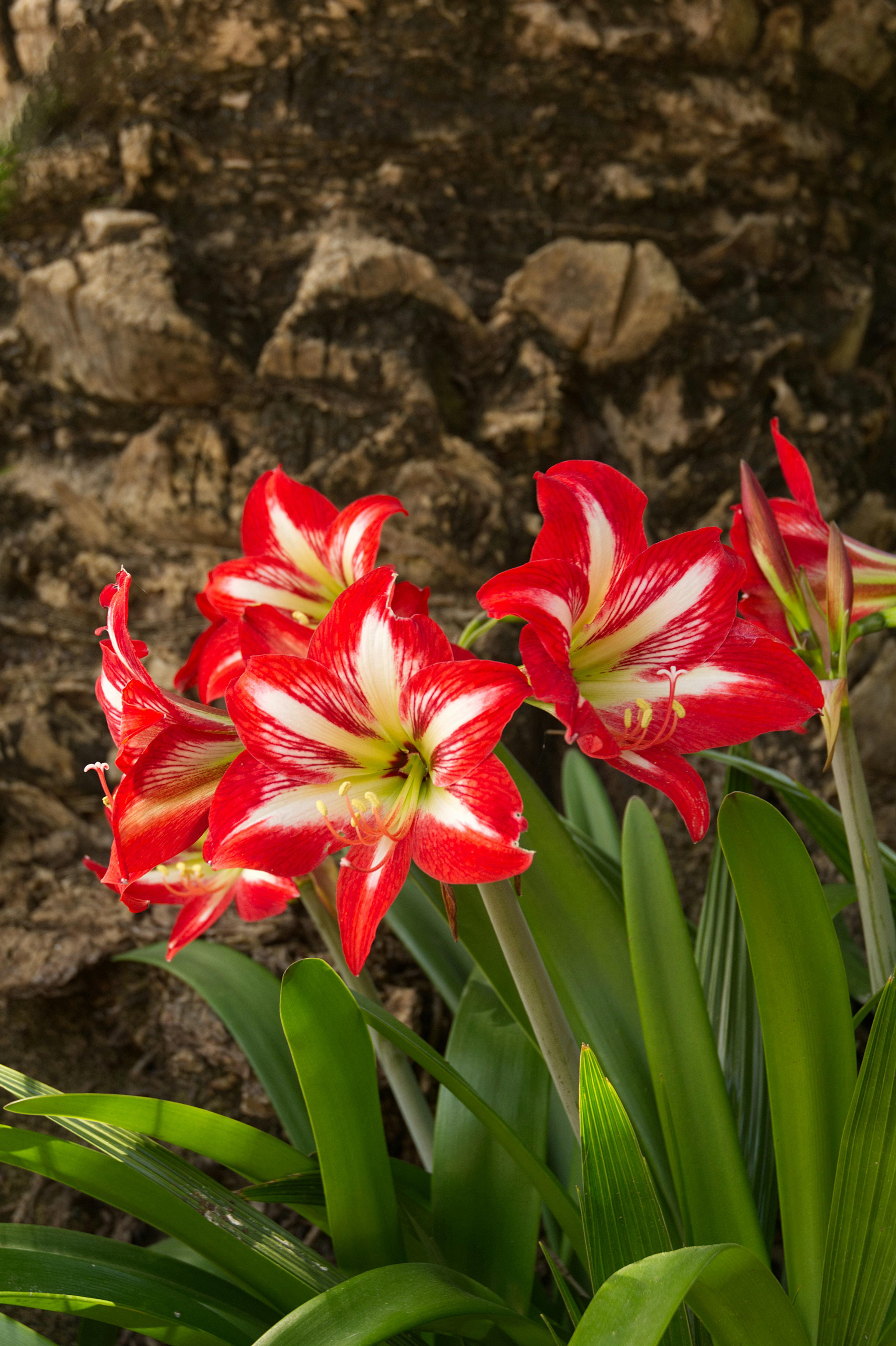 Crimson-White Amaryllis Burst Framed by a Weathered Stone Wall