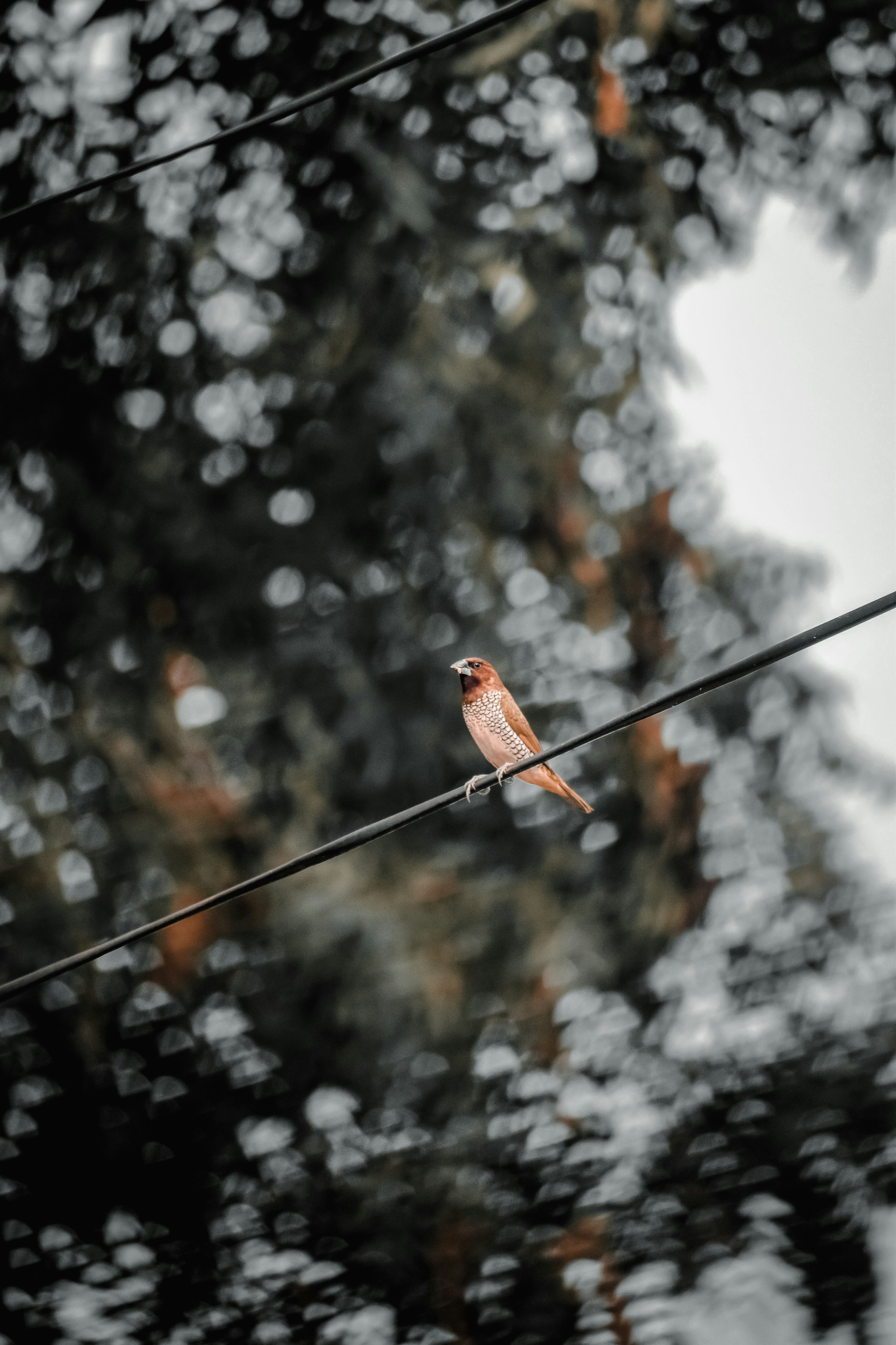 Crimson Warbler on a Wire Under a Velvet Bokeh Canopy