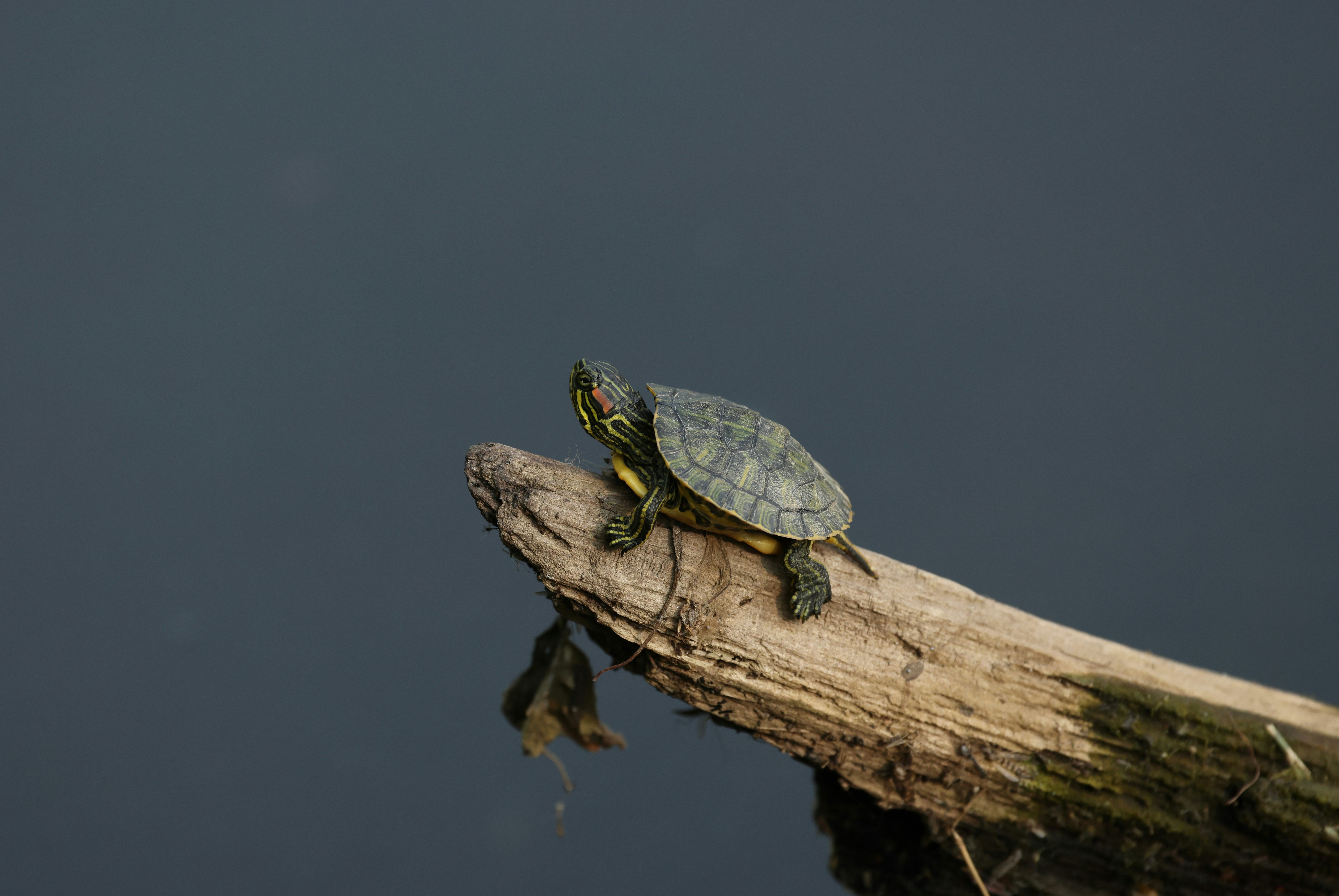 Tiny Terrapin on a Weathered Log Over Calm Waters