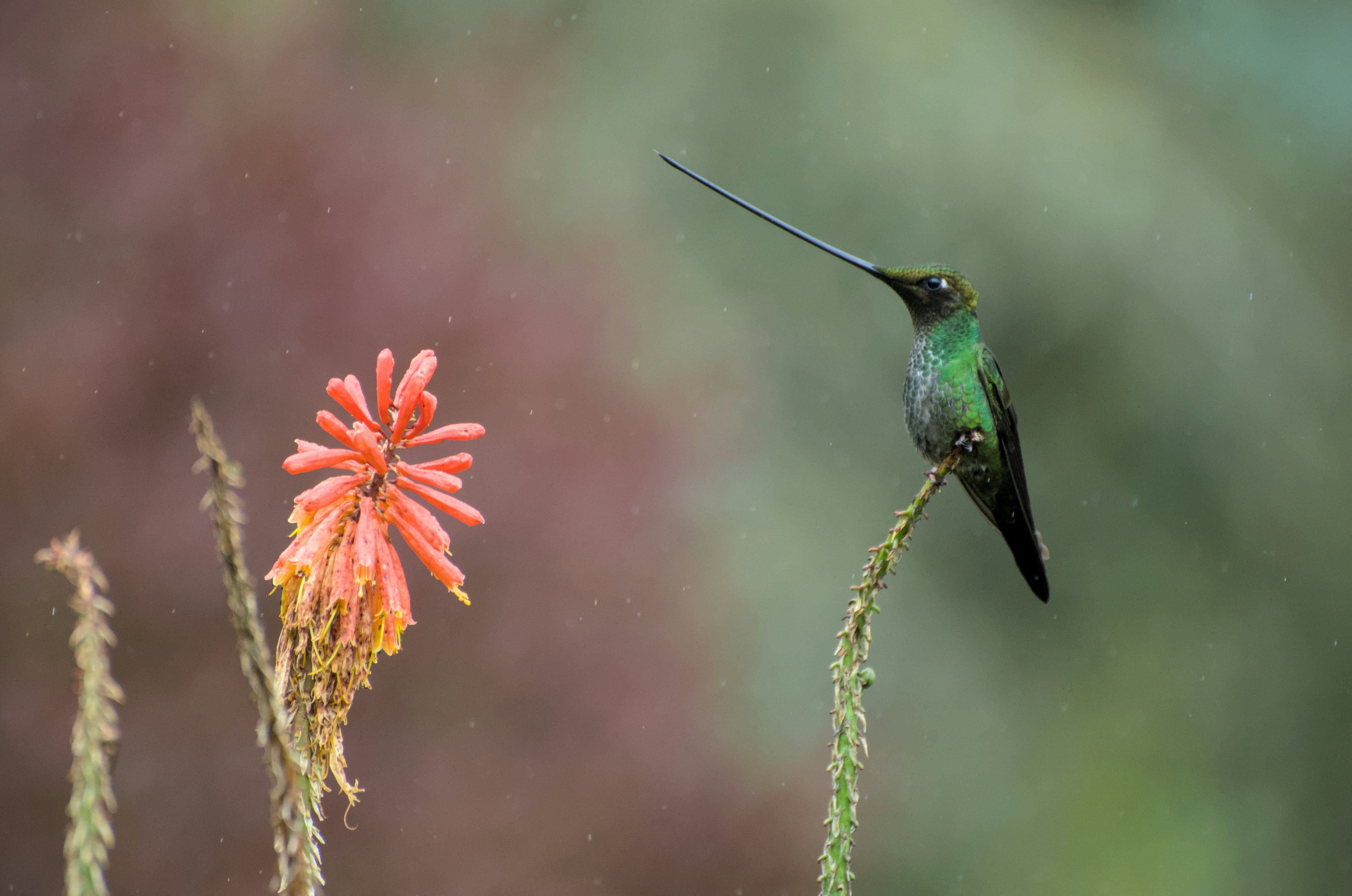 Reflexive Sword-billed Hummingbird. A Sword-billed Hummingbird waiting to feed again on a colourful flower.
