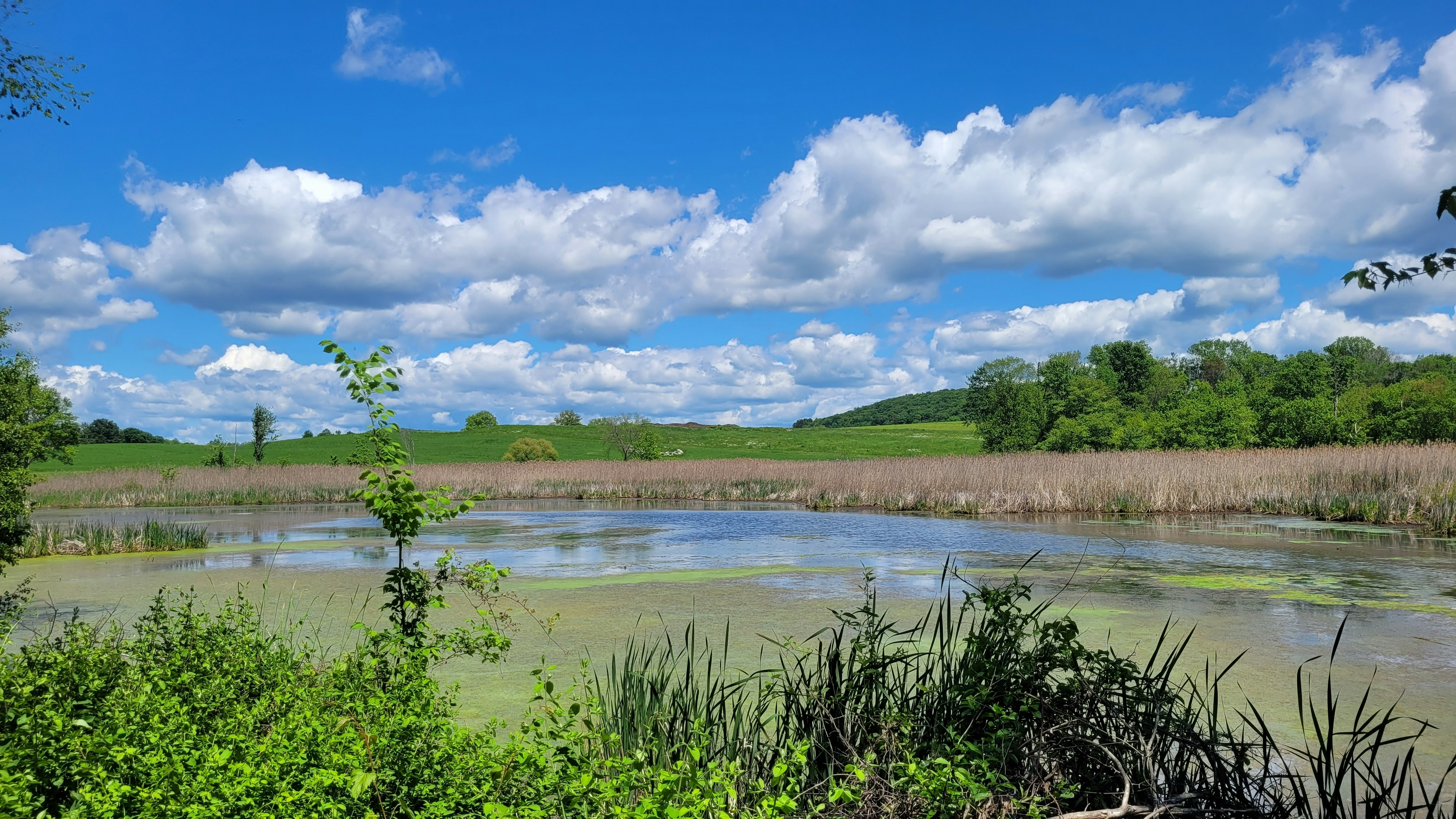 Lush green foliage frames a serene wetland under a vibrant blue sky dotted with fluffy clouds. The still water reflects the surrounding greenery and sky.