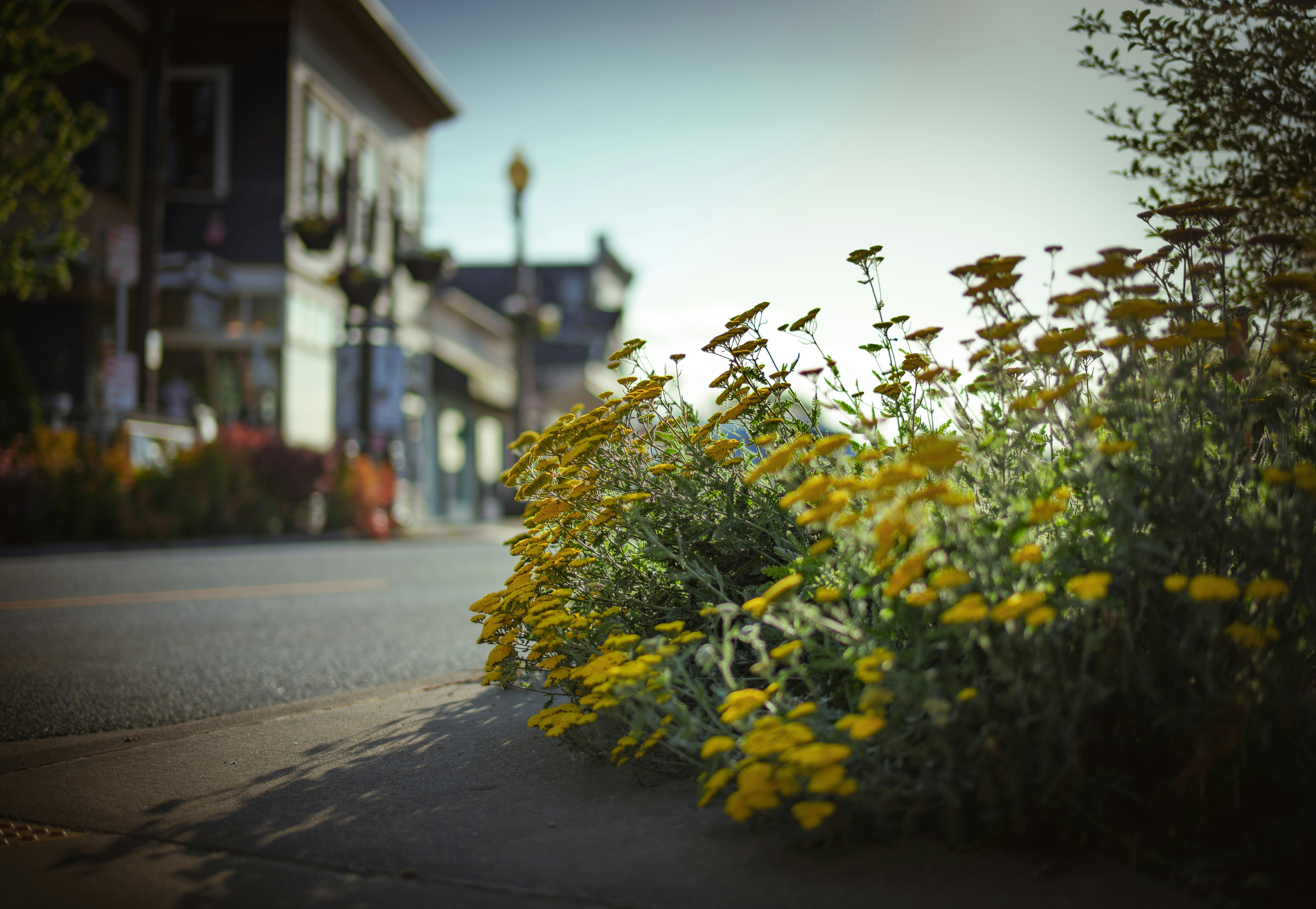 Curbside Kaleidoscope: Yellow Blooms Framing a Quiet Street