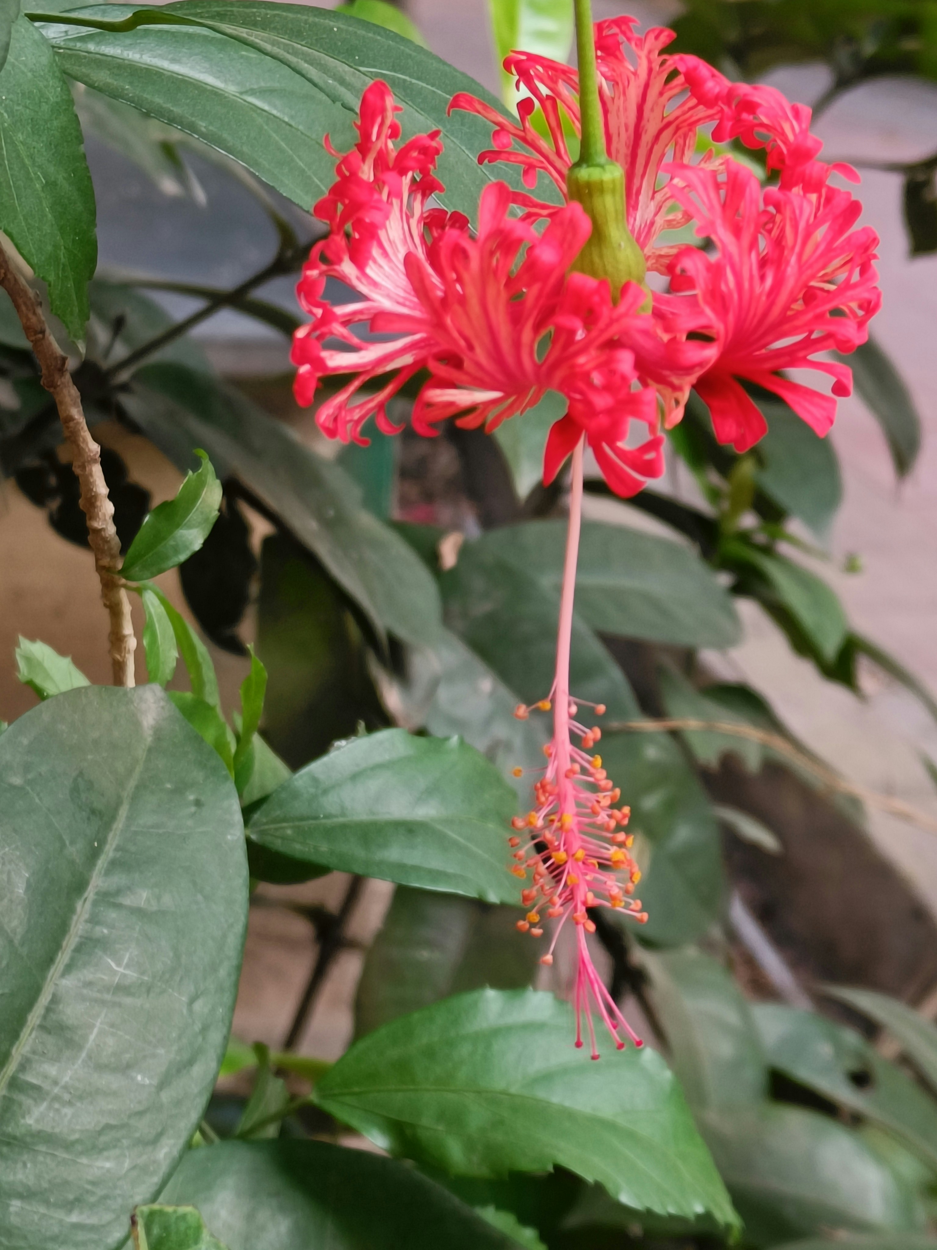 Crimson Hibiscus Bloom: a Pink Stamen Cascade in Green