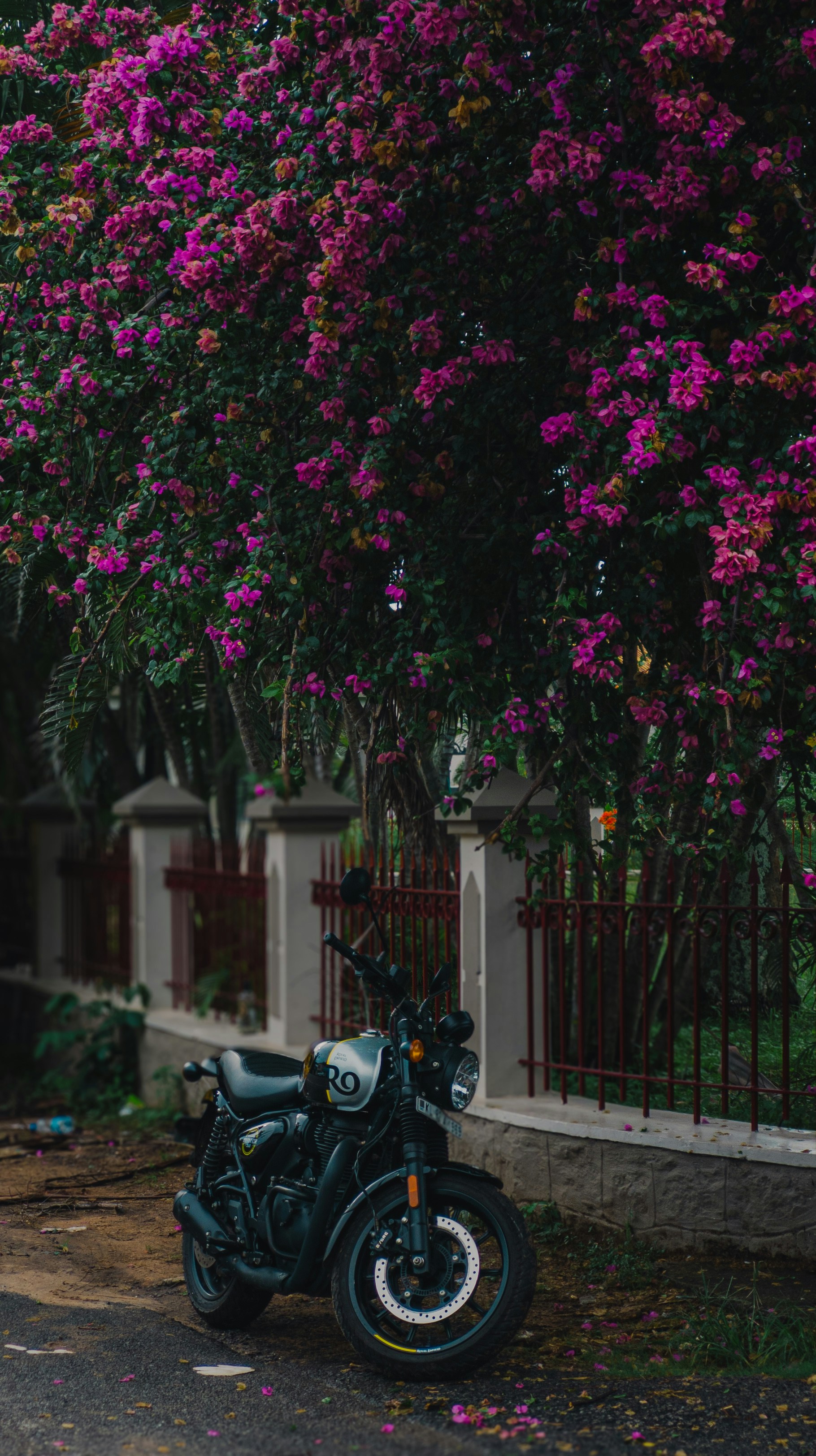 Retro Chrome Beneath a Magenta Bougainvillea Canopy
