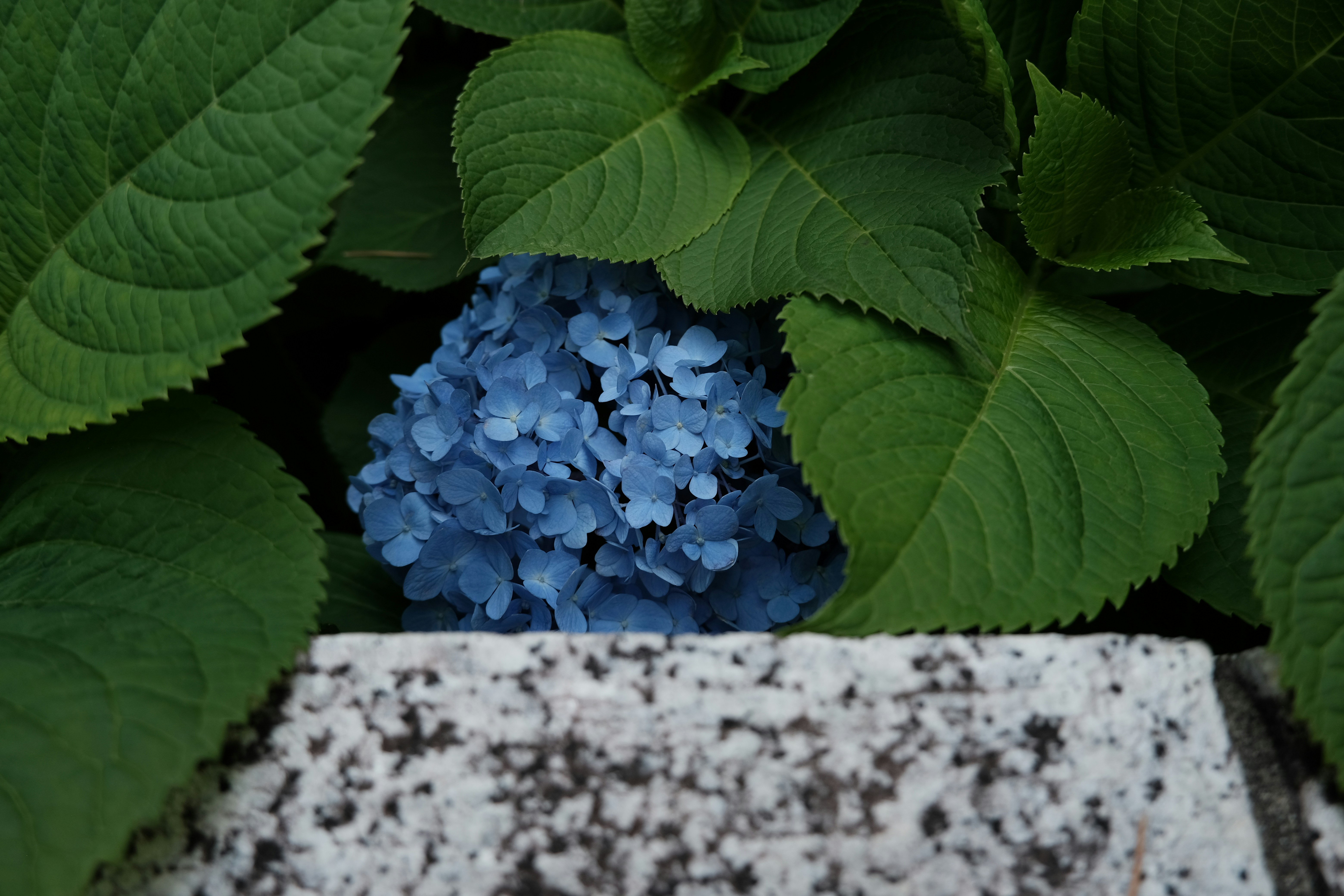 Blue hydrangea blooms among green foliage. photo – Free Flowers Image ...