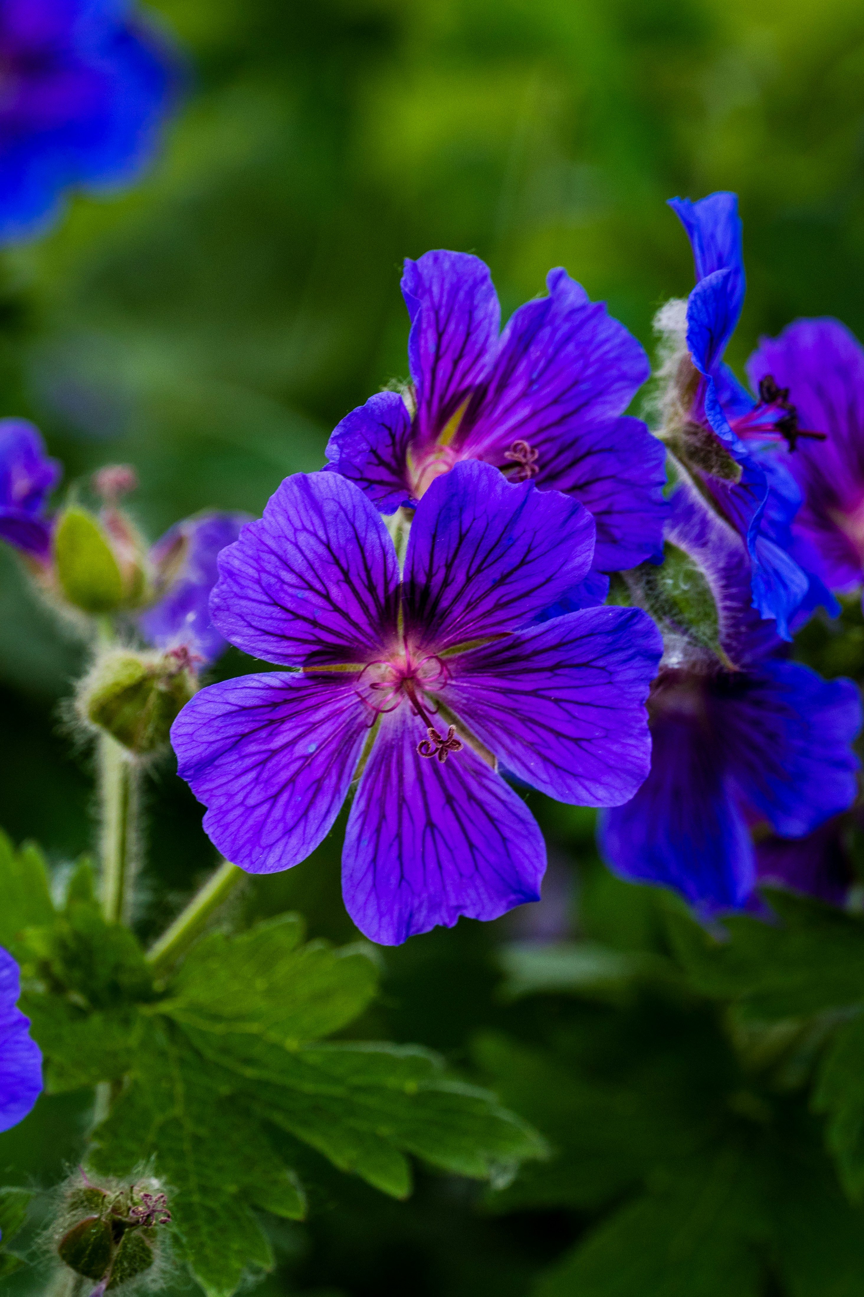 Veined Violet: a close-up of a royal geranium blossom