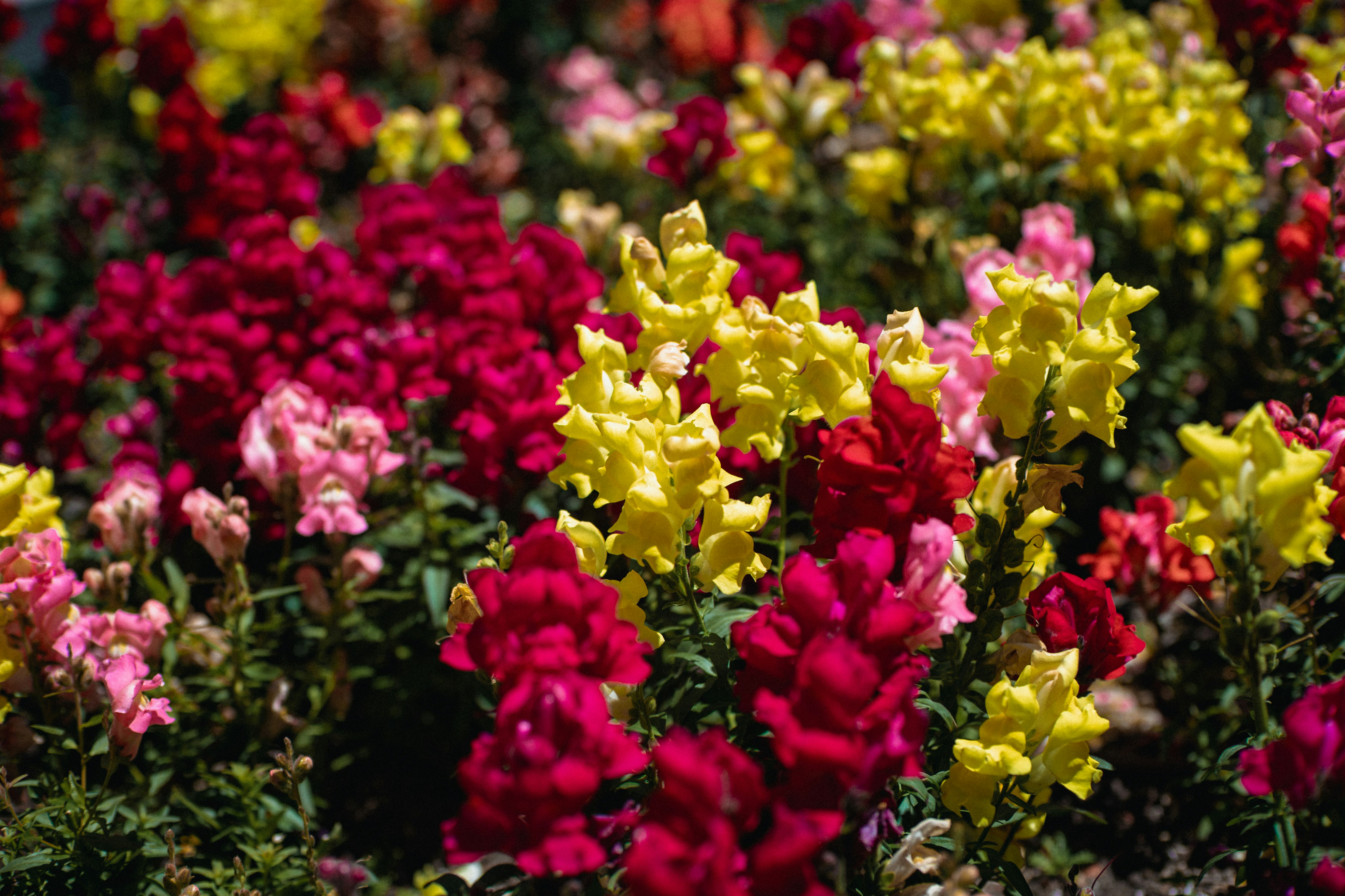Colorful snapdragons bloom in a flower bed. photo – Free Flower Image ...