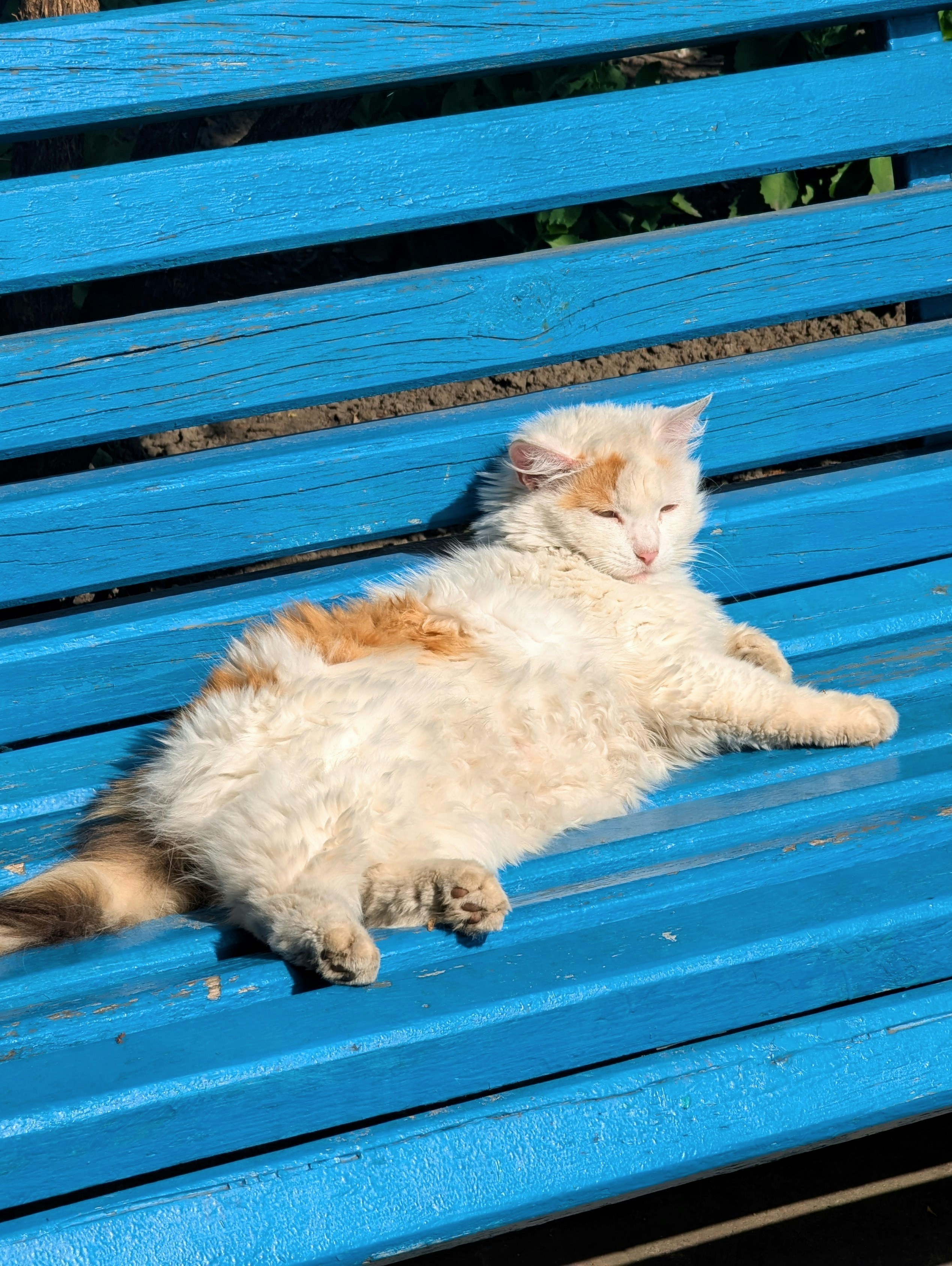 Sunlit Serenity: A Cat's Afternoon Retreat