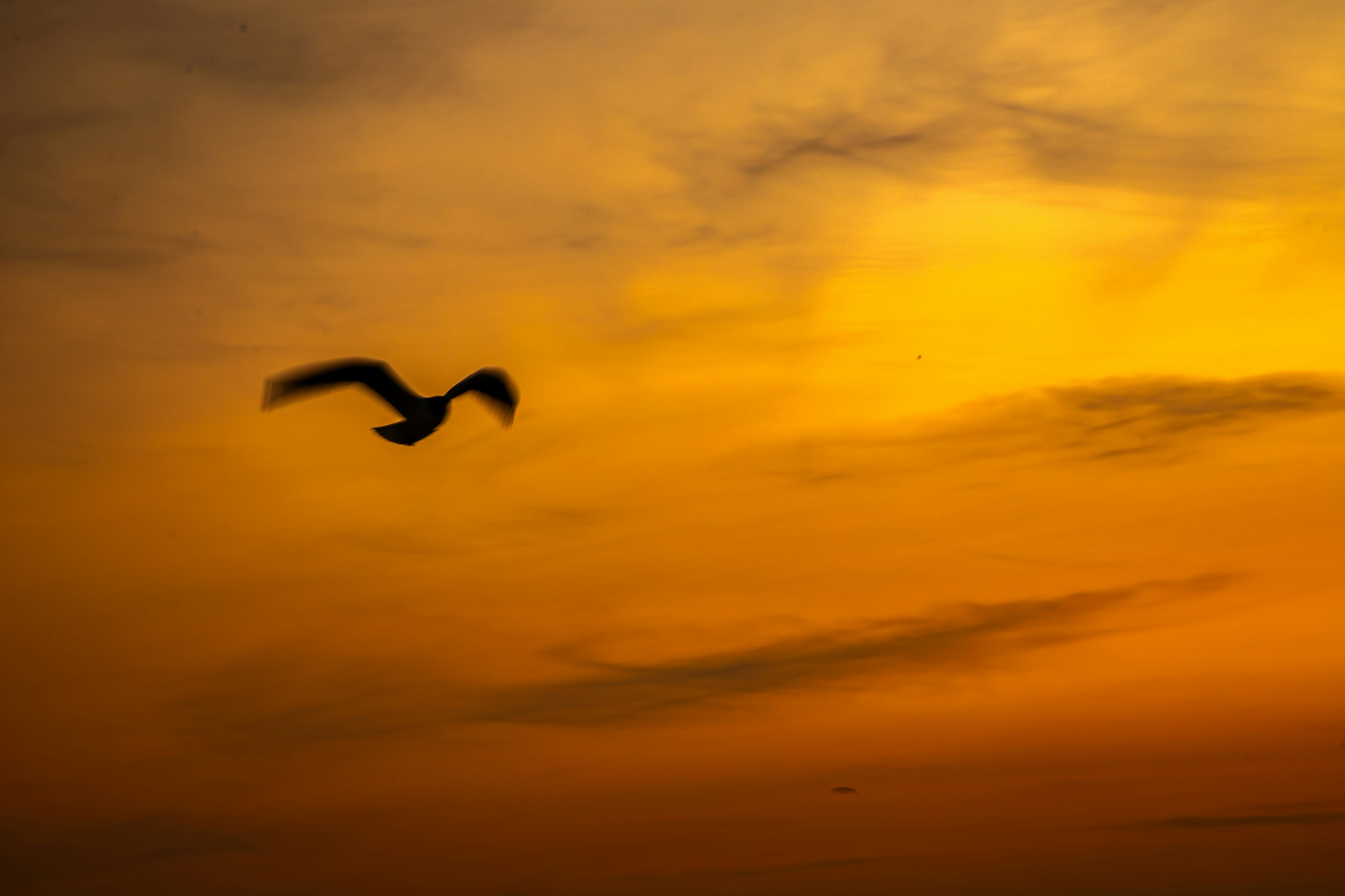 A bird soars through the fiery sunset sky. photo – Free Bird Image on ...