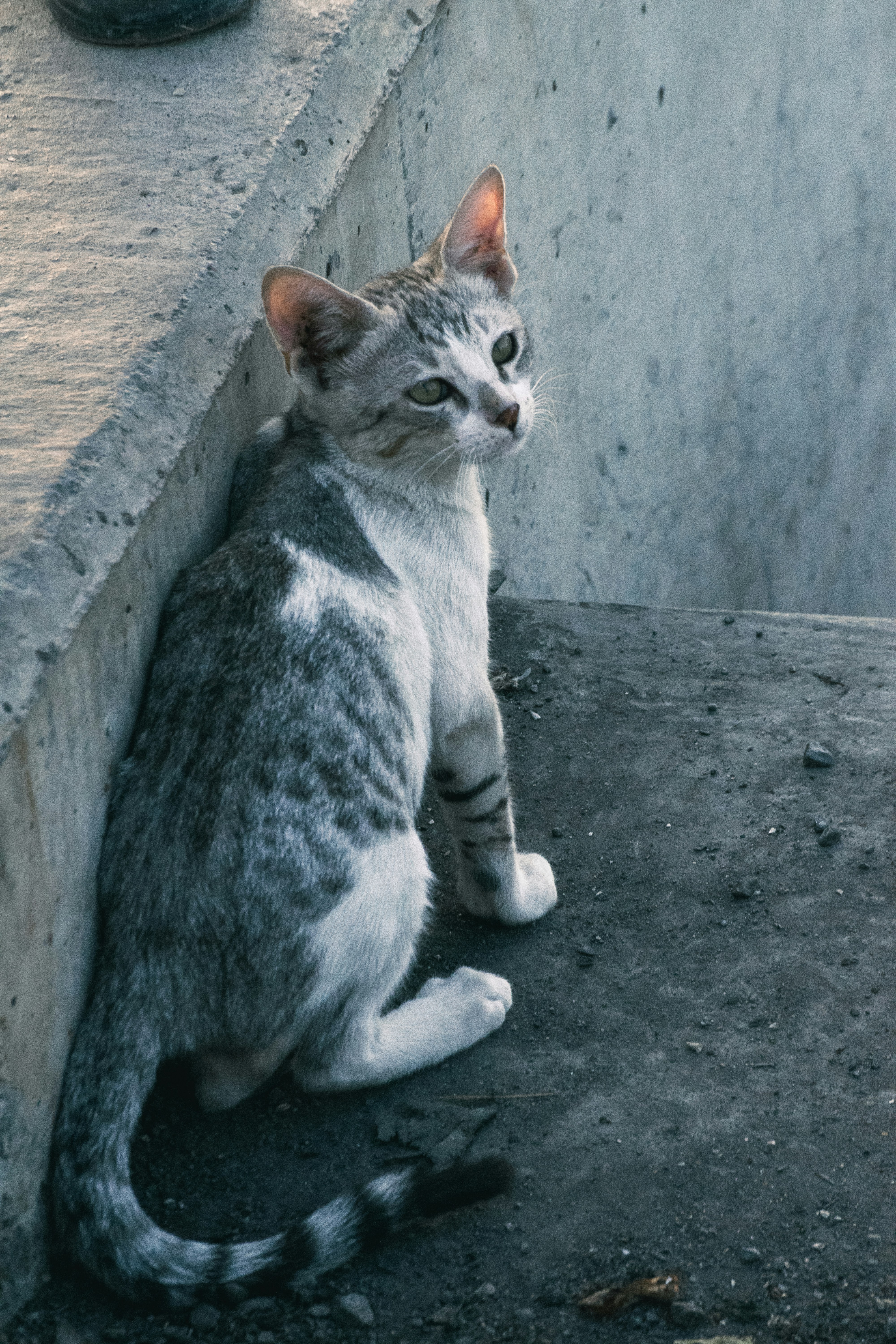 Concrete Staircase Confidant: A Quiet Cat Stares Back