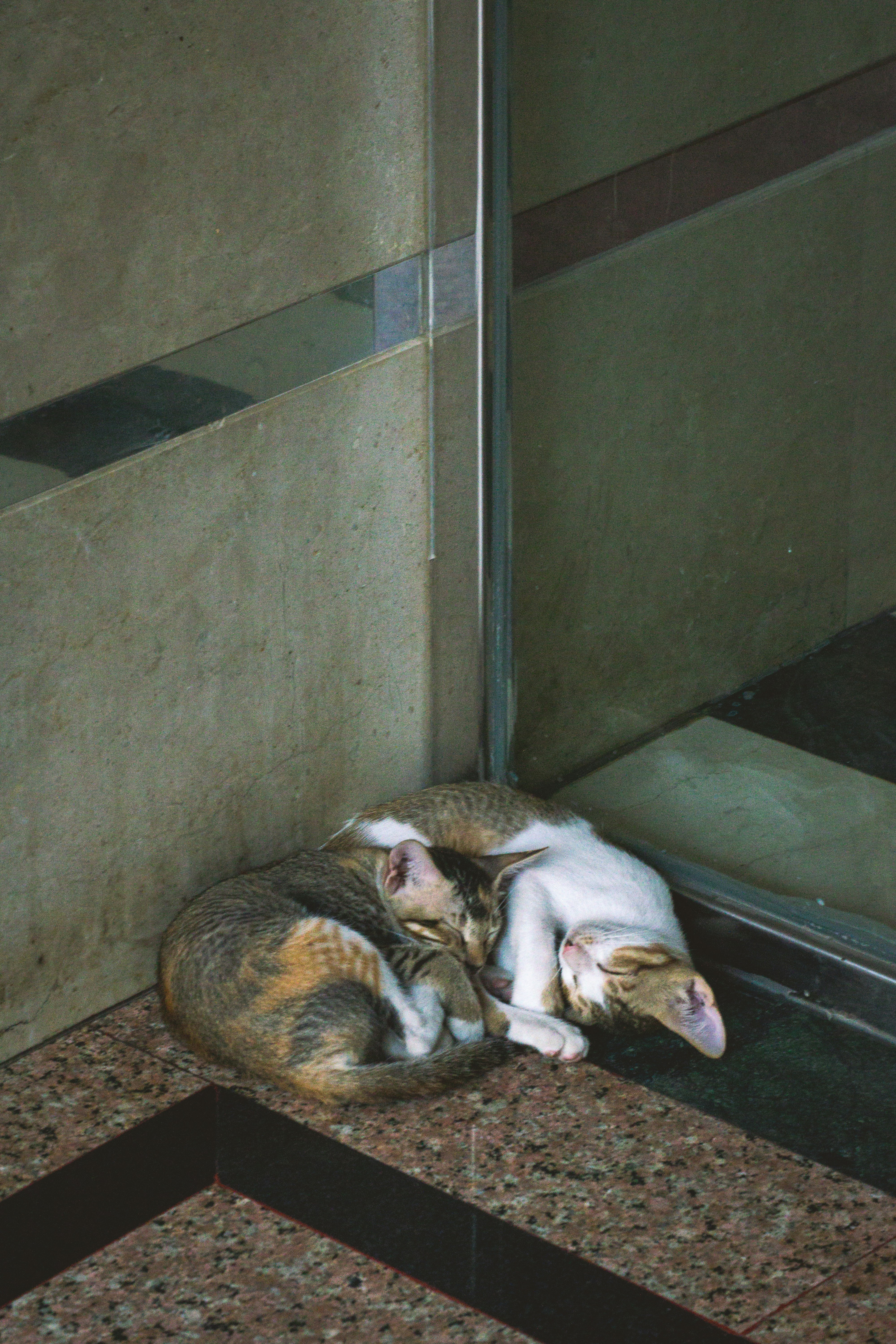 Harmony in the Corner: Feline Companionship