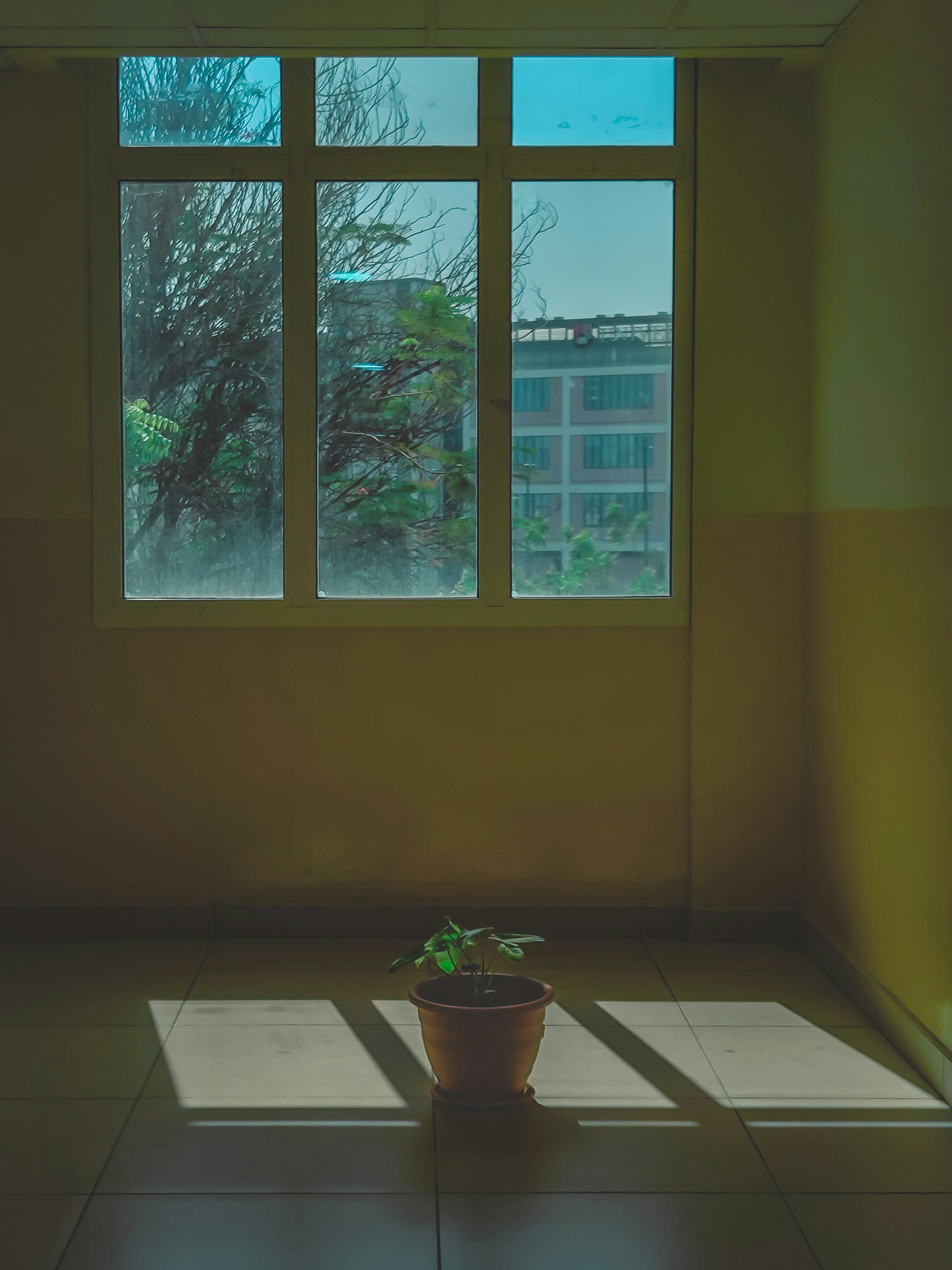 A lone potted plant sits on the floor, illuminated by soft sunlight streaming through large windows, casting shadows on the tiled surface.