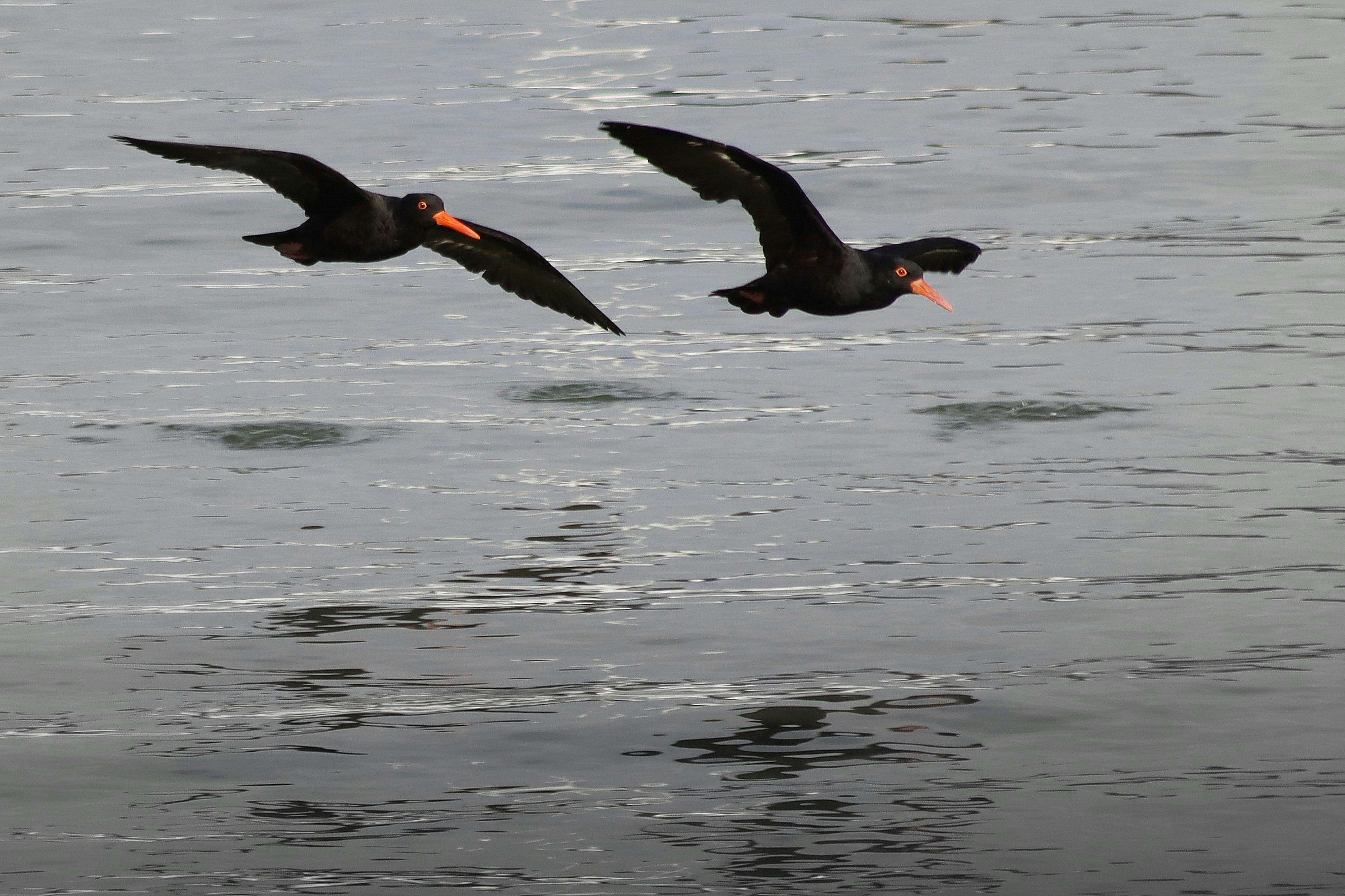Two black birds fly over the water. photo – Free Animal Image on Unsplash
