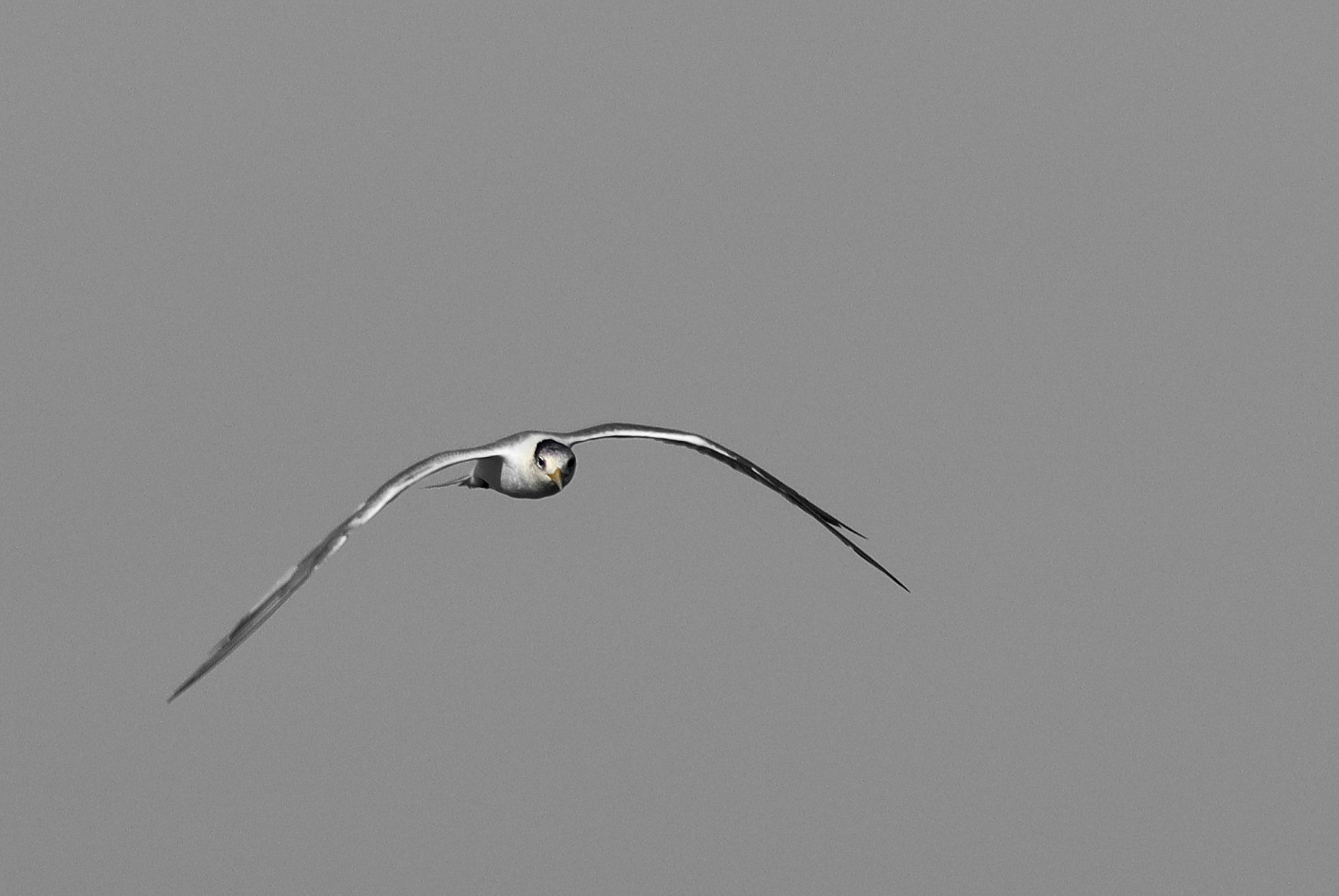 A bird flies towards the viewer in the sky. photo – Free Animal Image ...