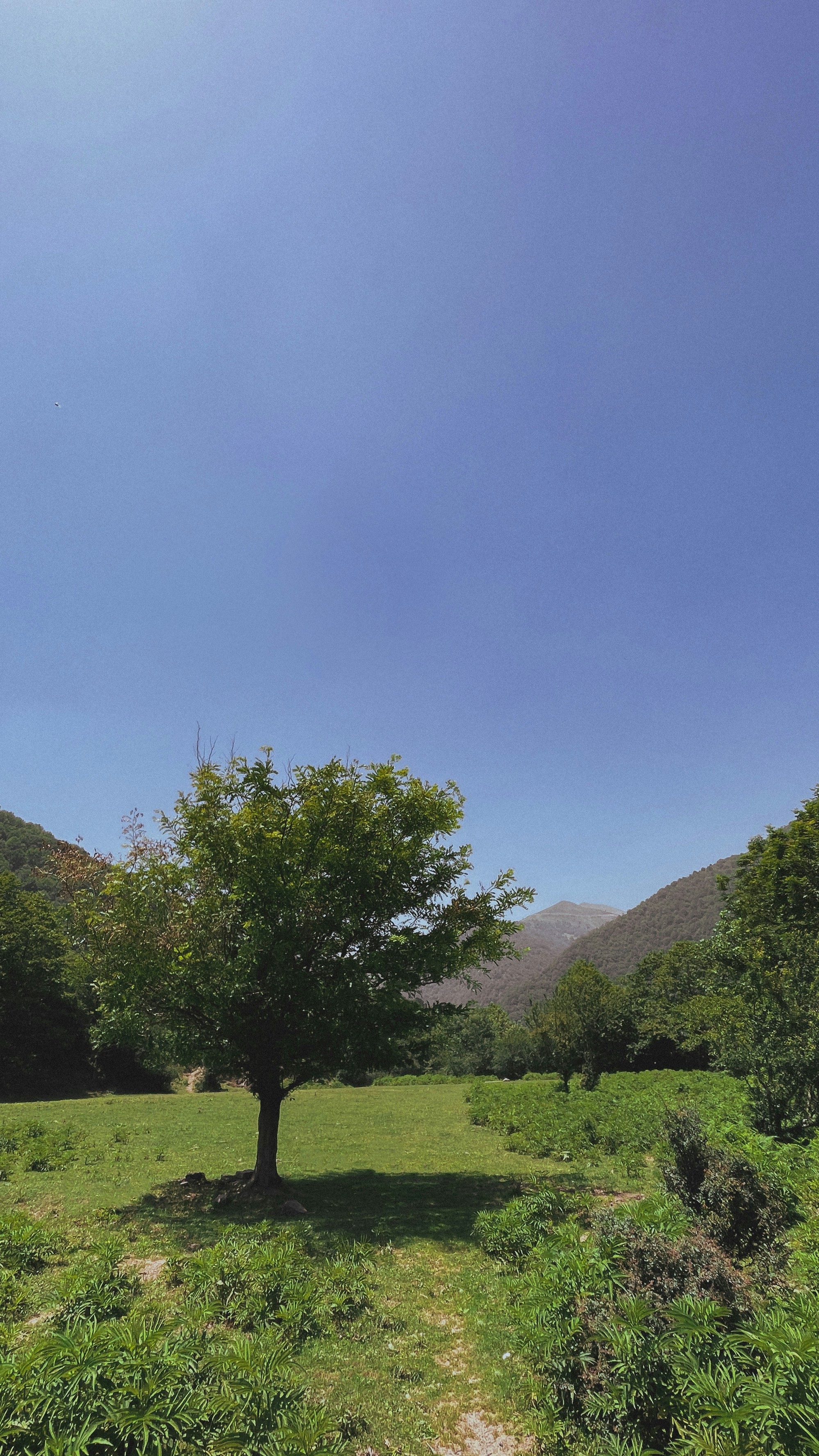 Lone Tree in a Sunlit Valley, Framed by Distant Mountains