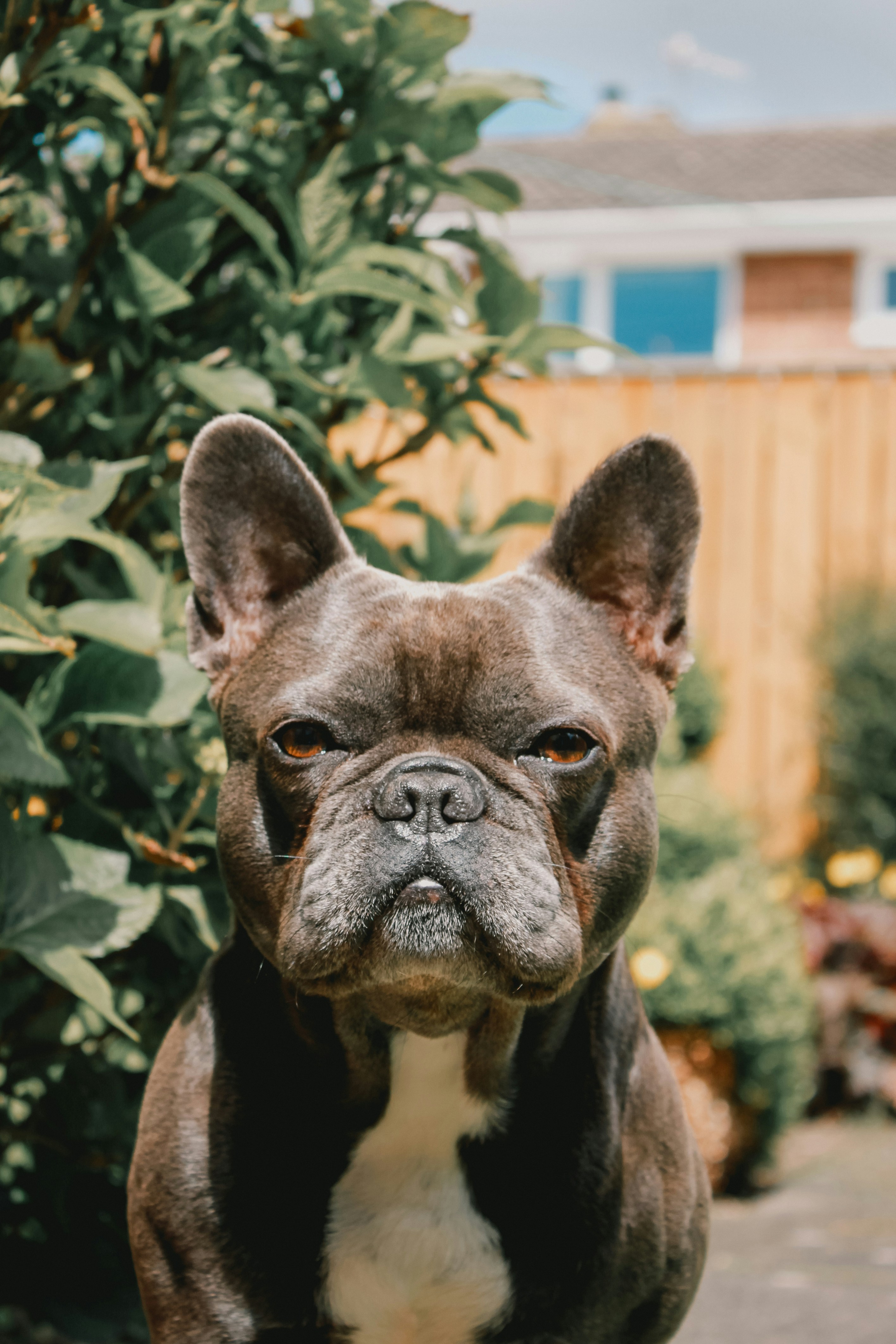 My French Bulldog, Deacon.