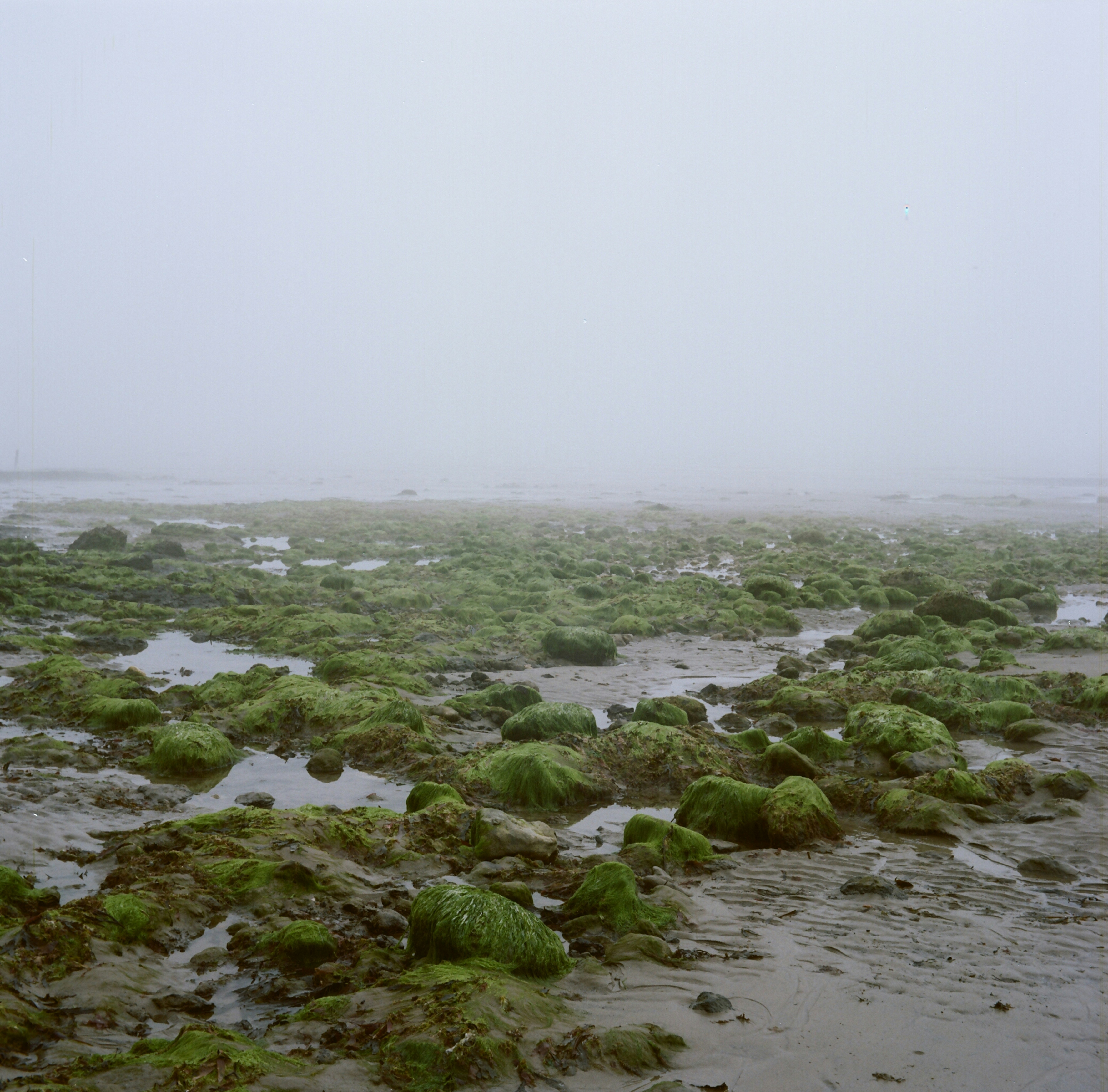 Whispers of the Tidal Marsh