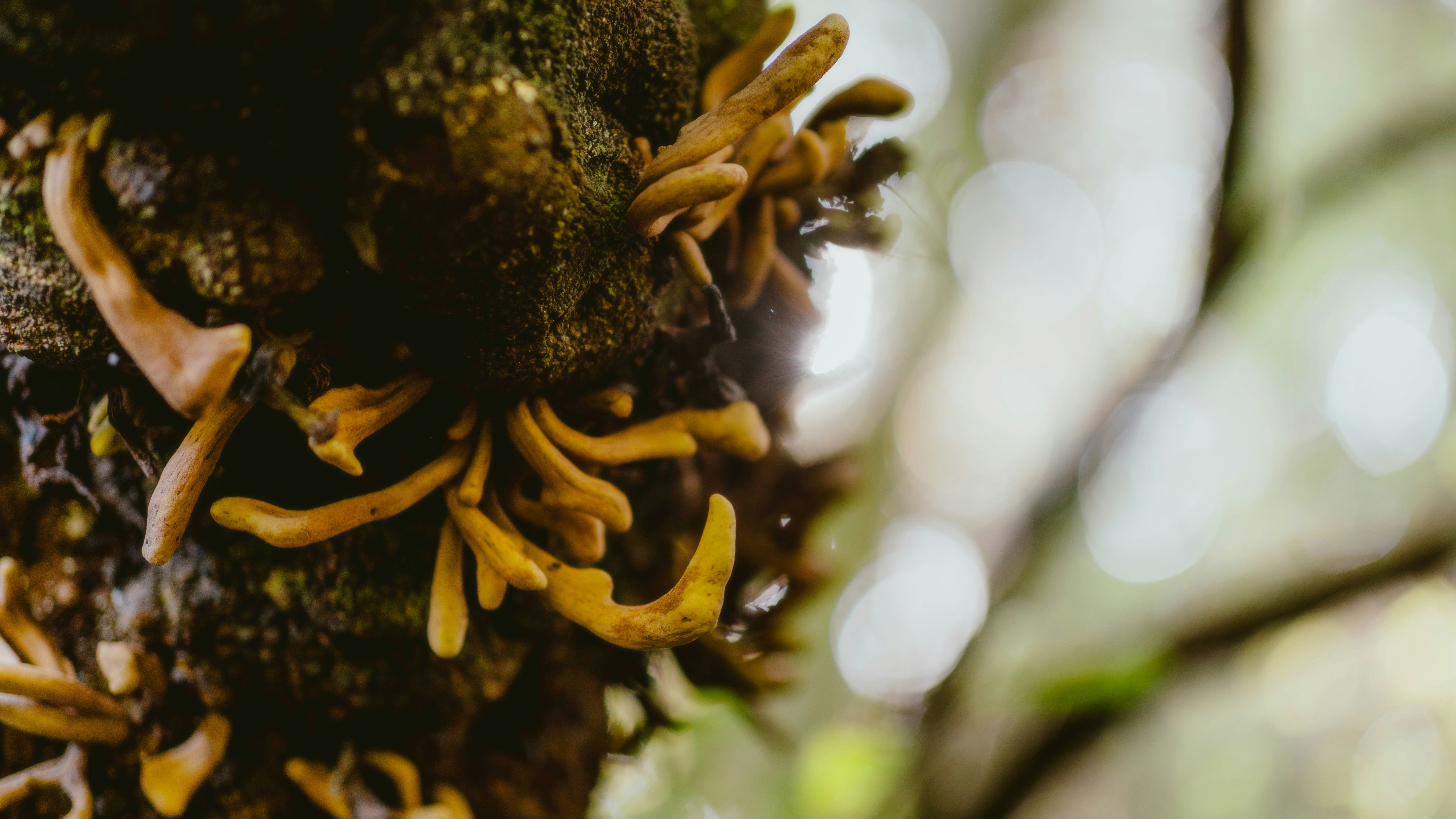 Amber Brackets on Mossy Bark: a Macro Portrait in Dappled Forest Light