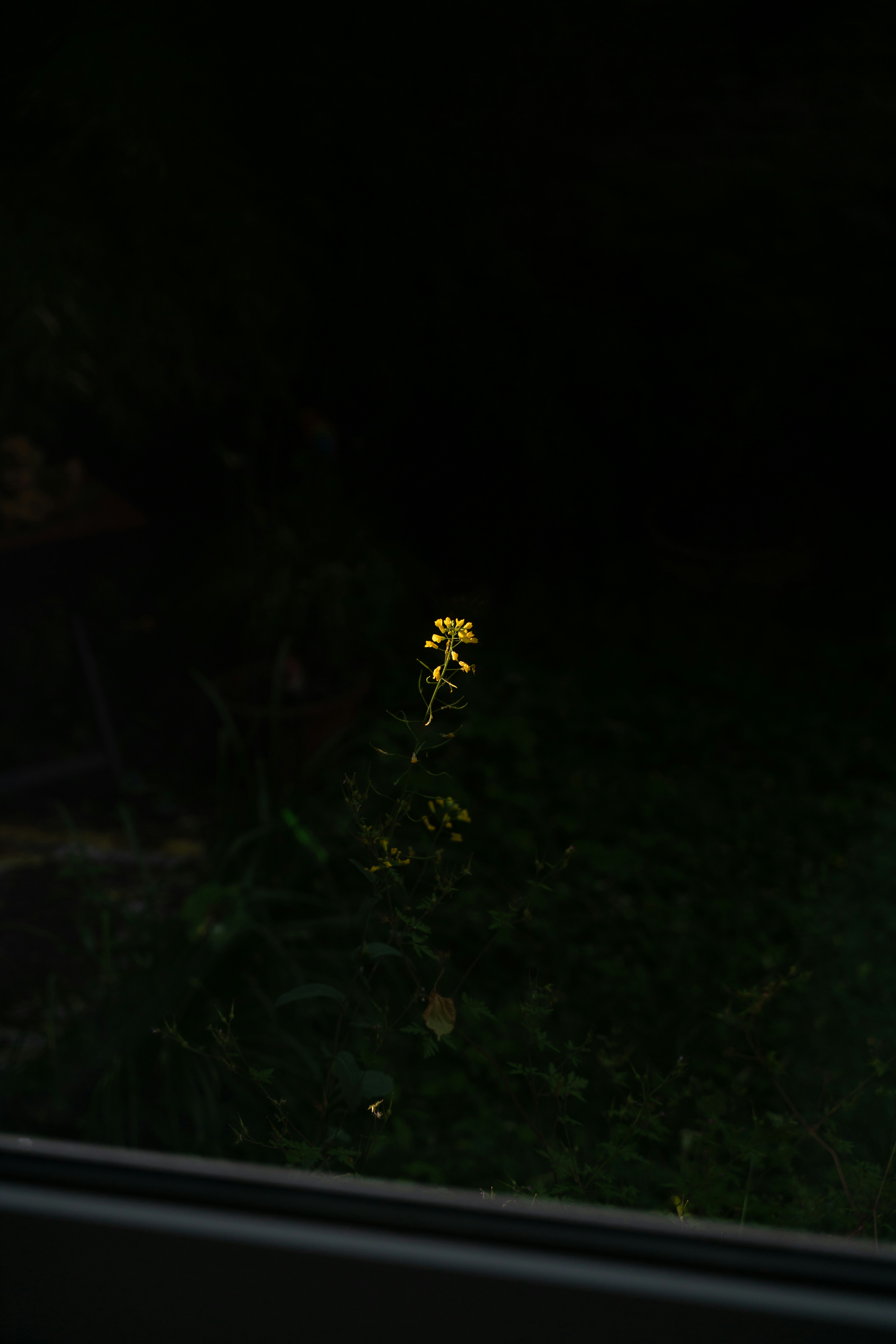 A Solitary Bloom in the Shadows