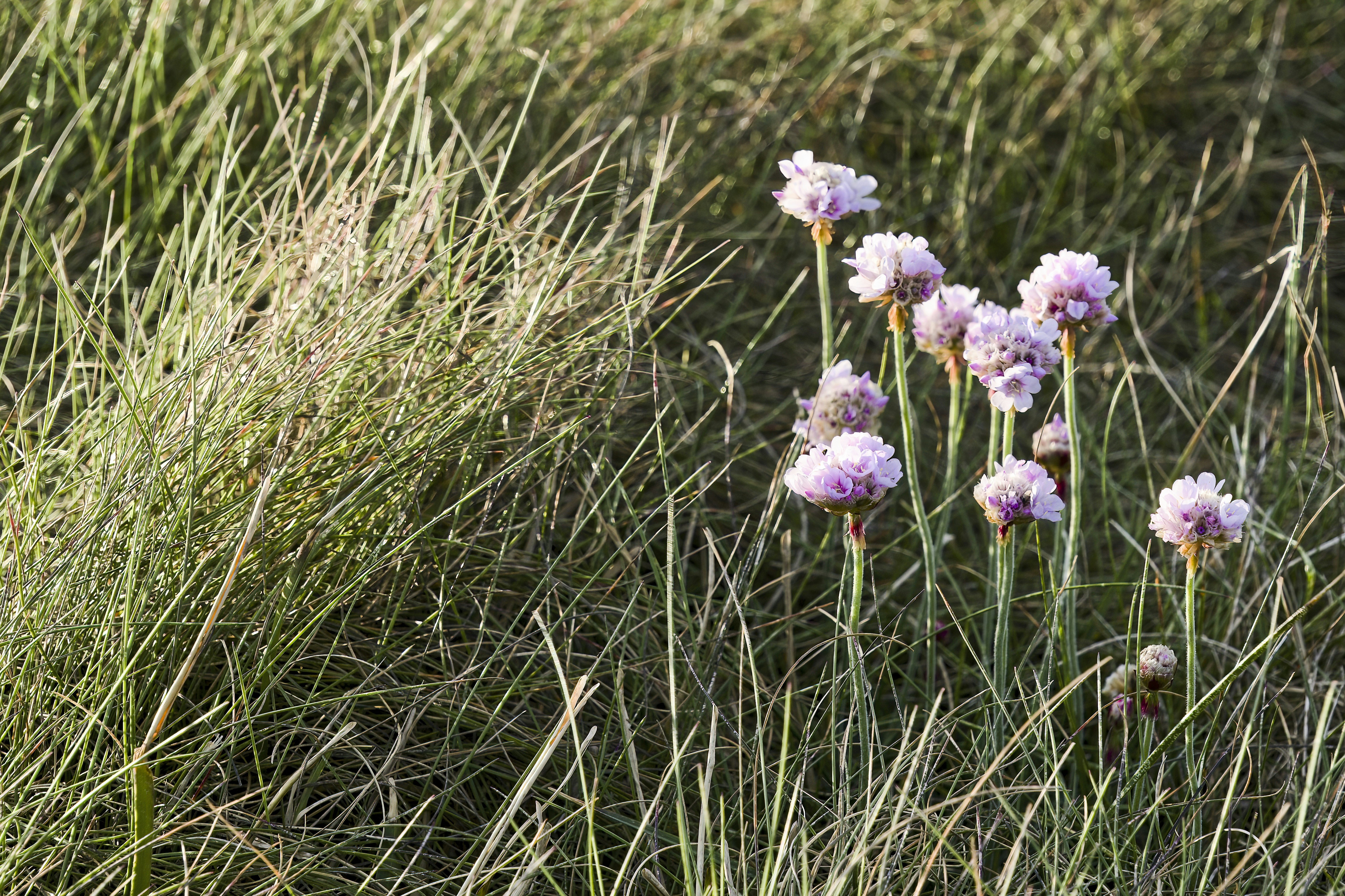 Pink Globes Rising Through a Sea of Dry Grass