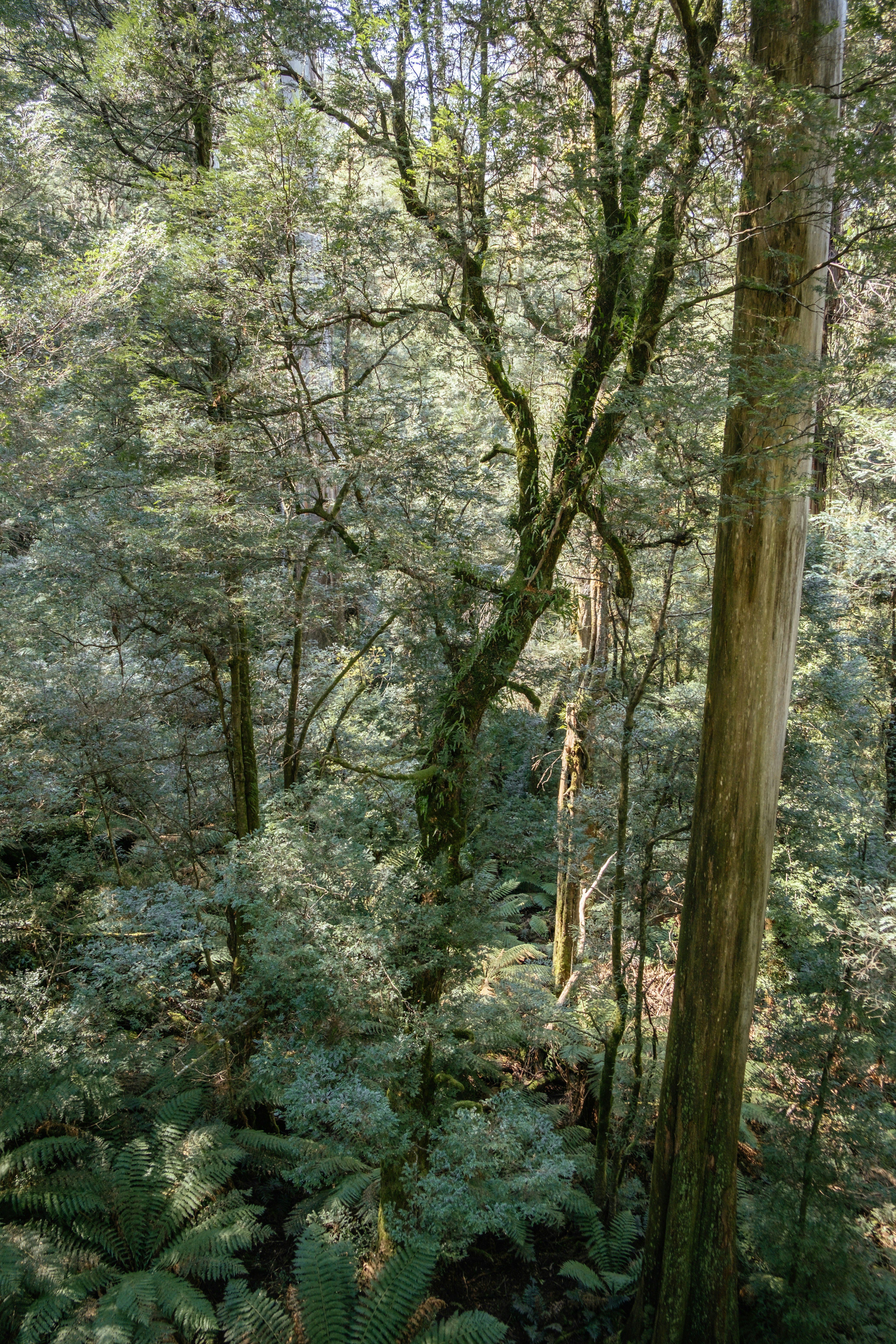 Lush green foliage fills the scene, with majestic trees rising through a dense forest under soft sunlight. The tranquility of nature is palpable.