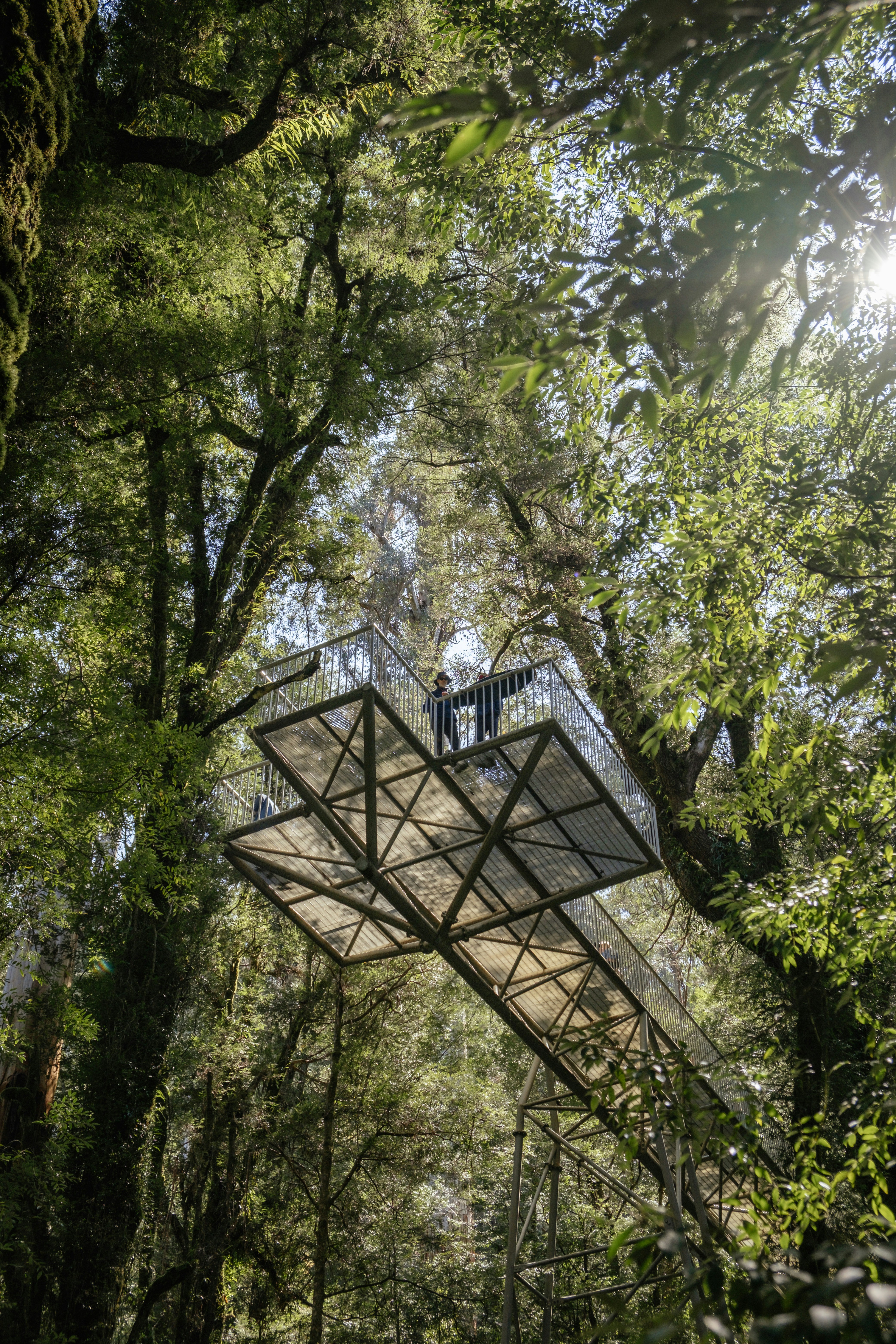 Canopy Crossing: A Geometric Steel Platform Dangles Between Trees