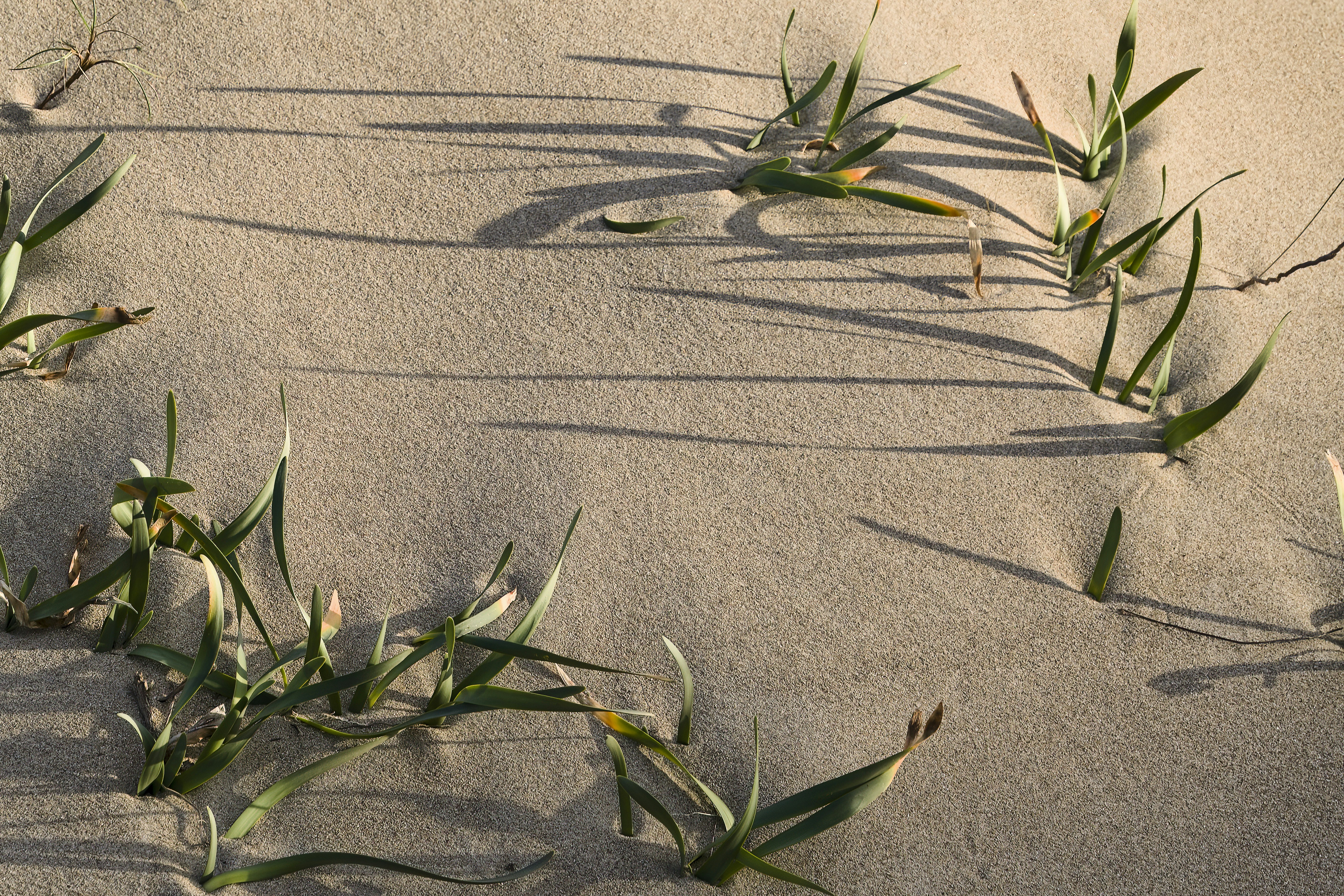 Shadow Threads on Sunlit Sand: Dune Grass in Calm Contours