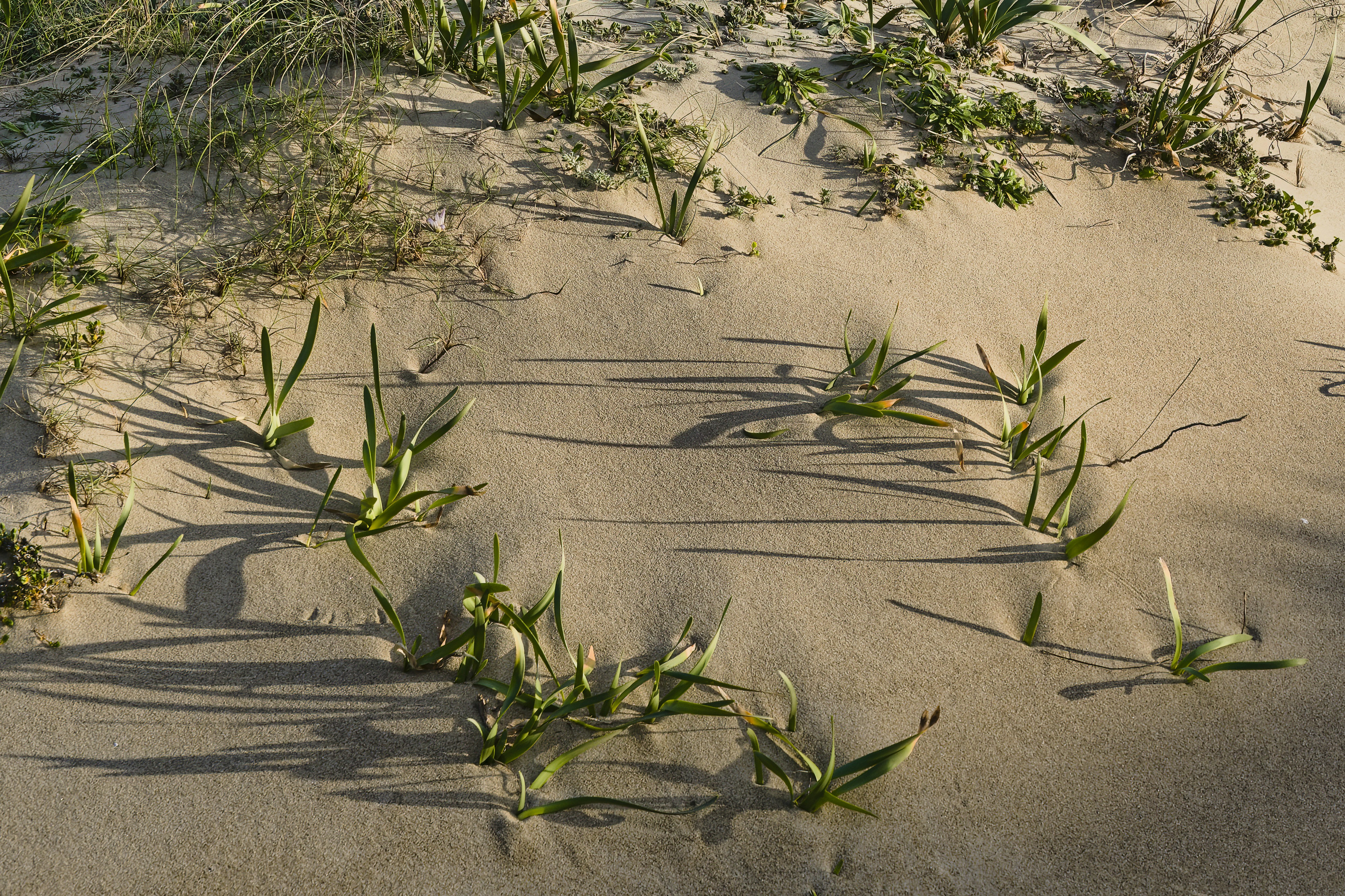 Green shoots emerging from sandy soil, casting long shadows in soft morning light.