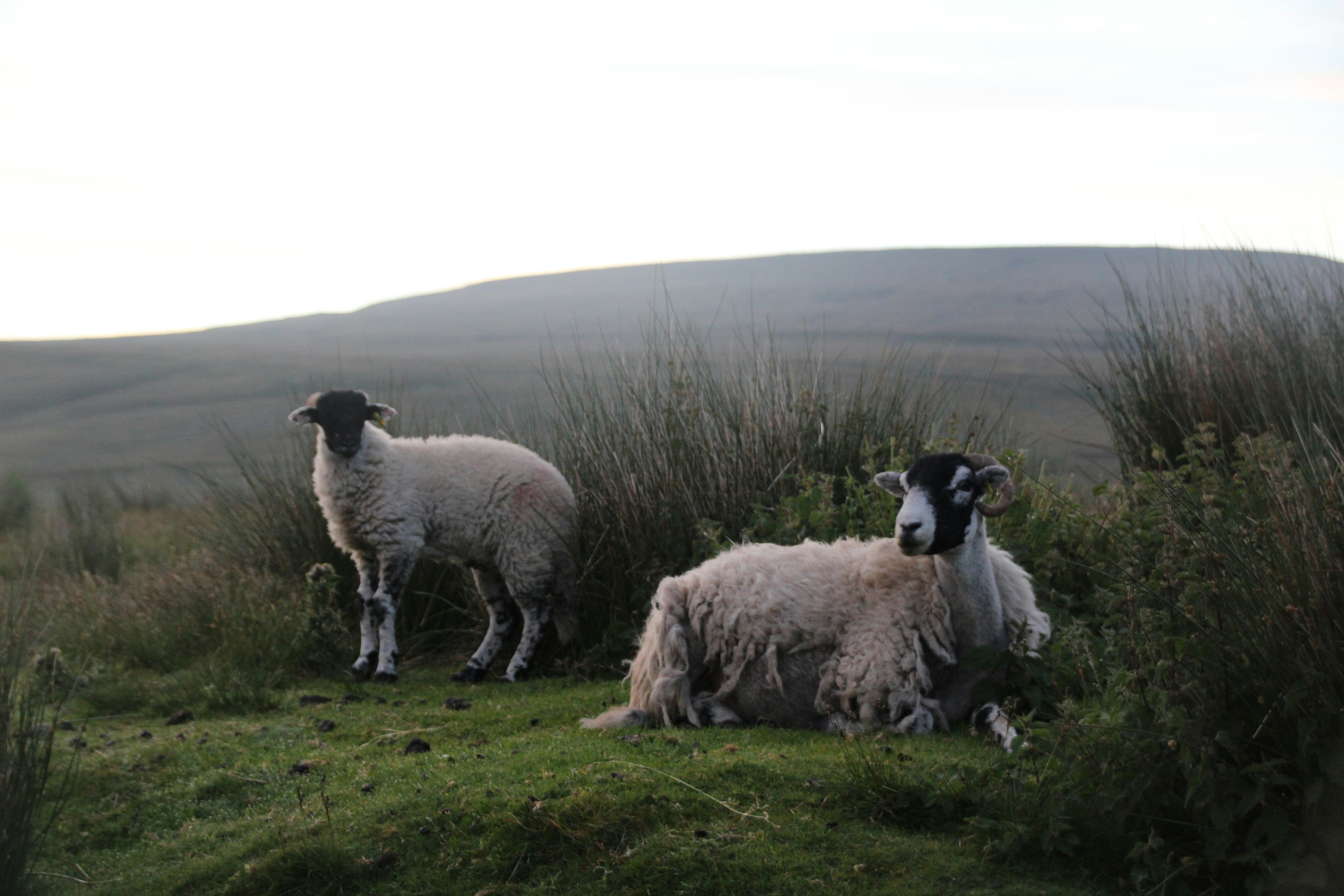 Two sheep relaxing in a grassy field.