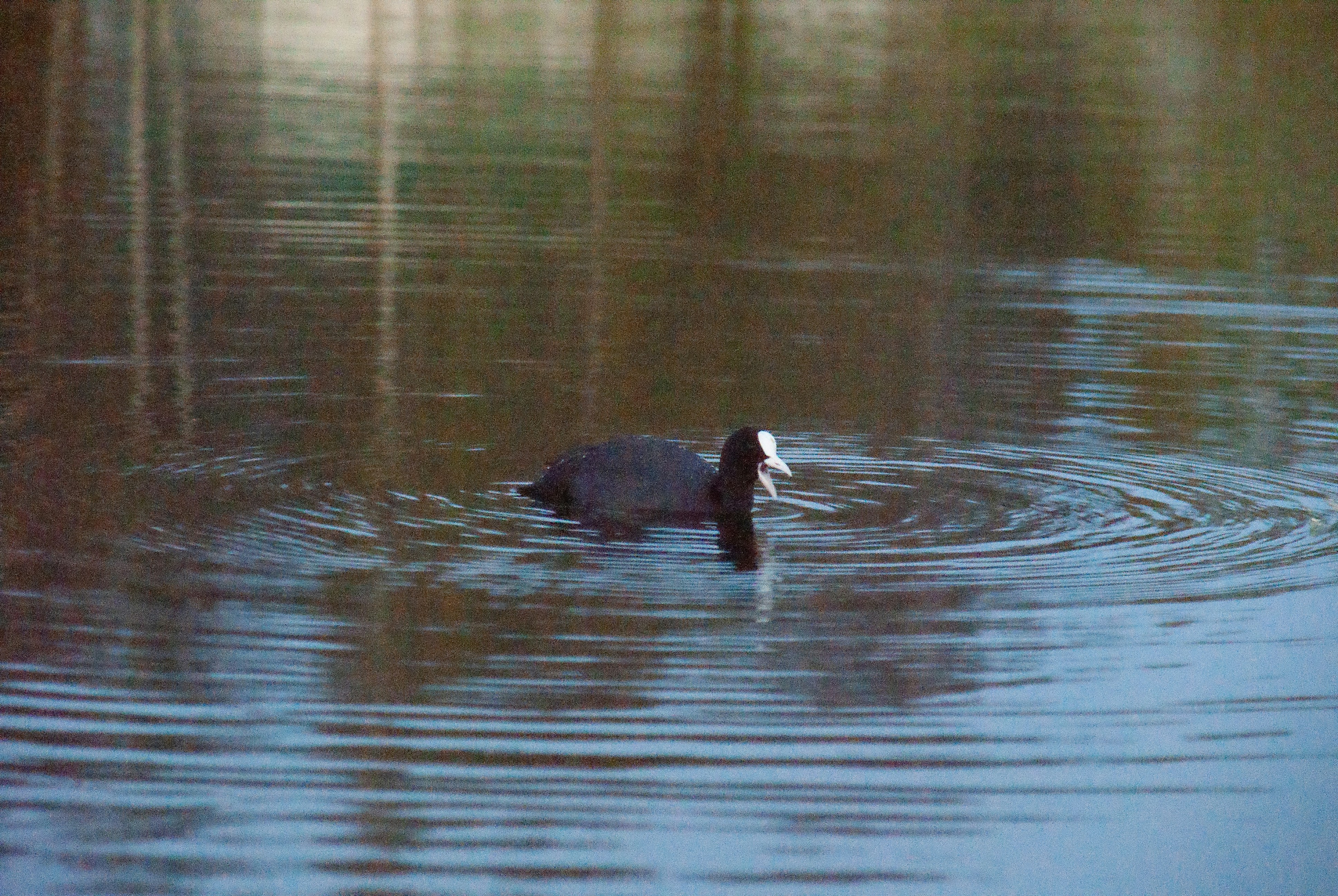 A black coot glides across a tranquil pond, creating gentle ripples in the water's surface.
