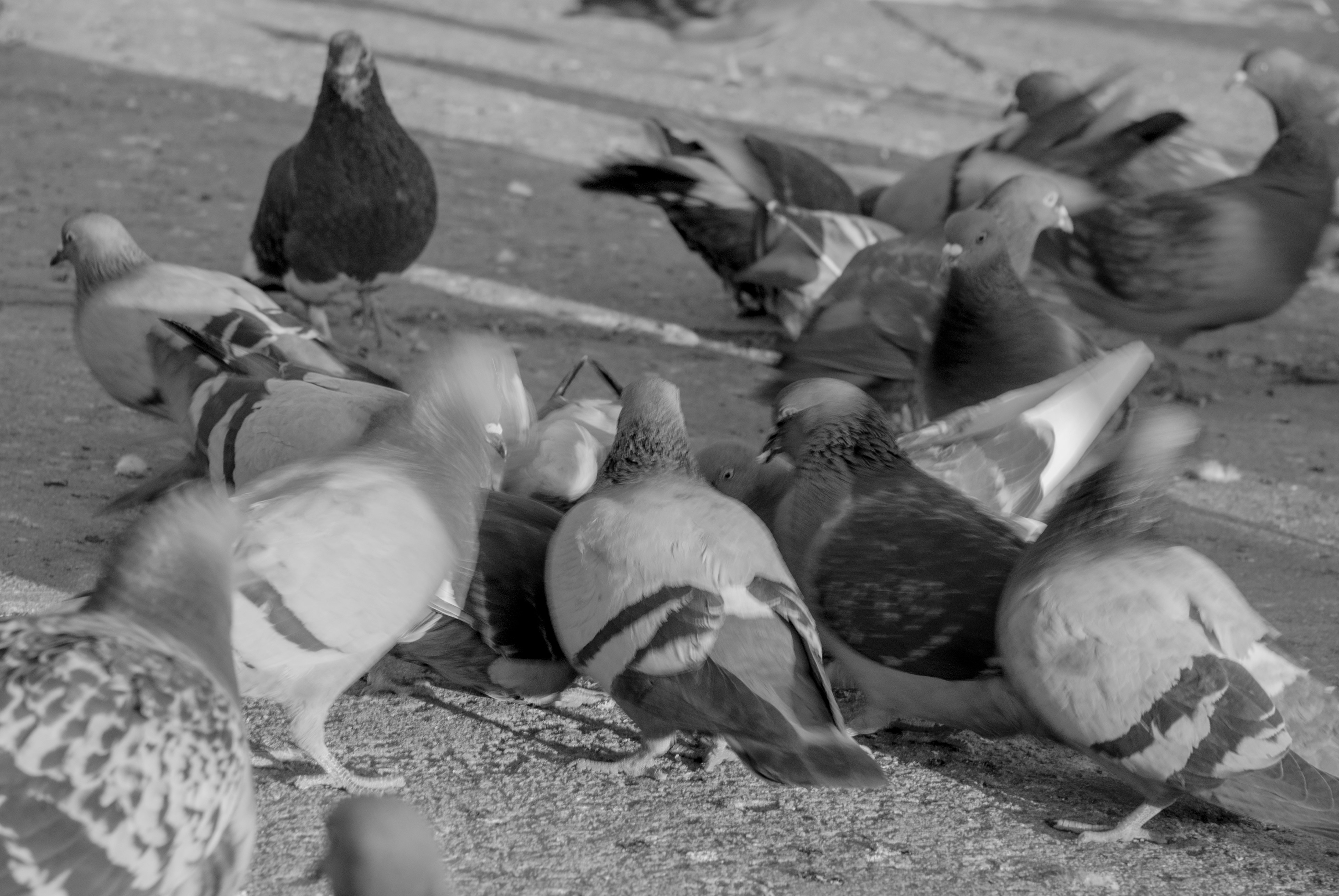 A flock of pigeons foraging on the ground, showcasing their varied plumage and social dynamics in a bustling urban environment.