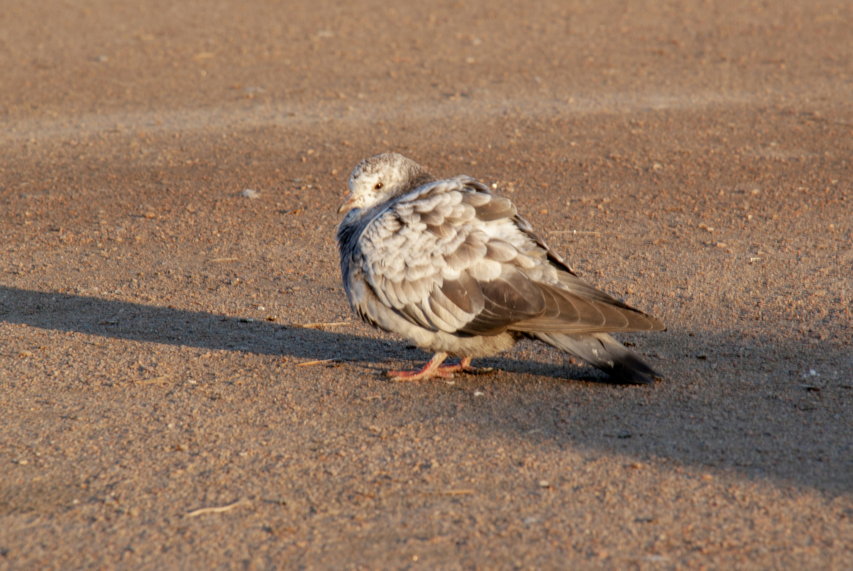 Gilded Sand, a Quiet Pause: A lone shorebird on sunlit coast