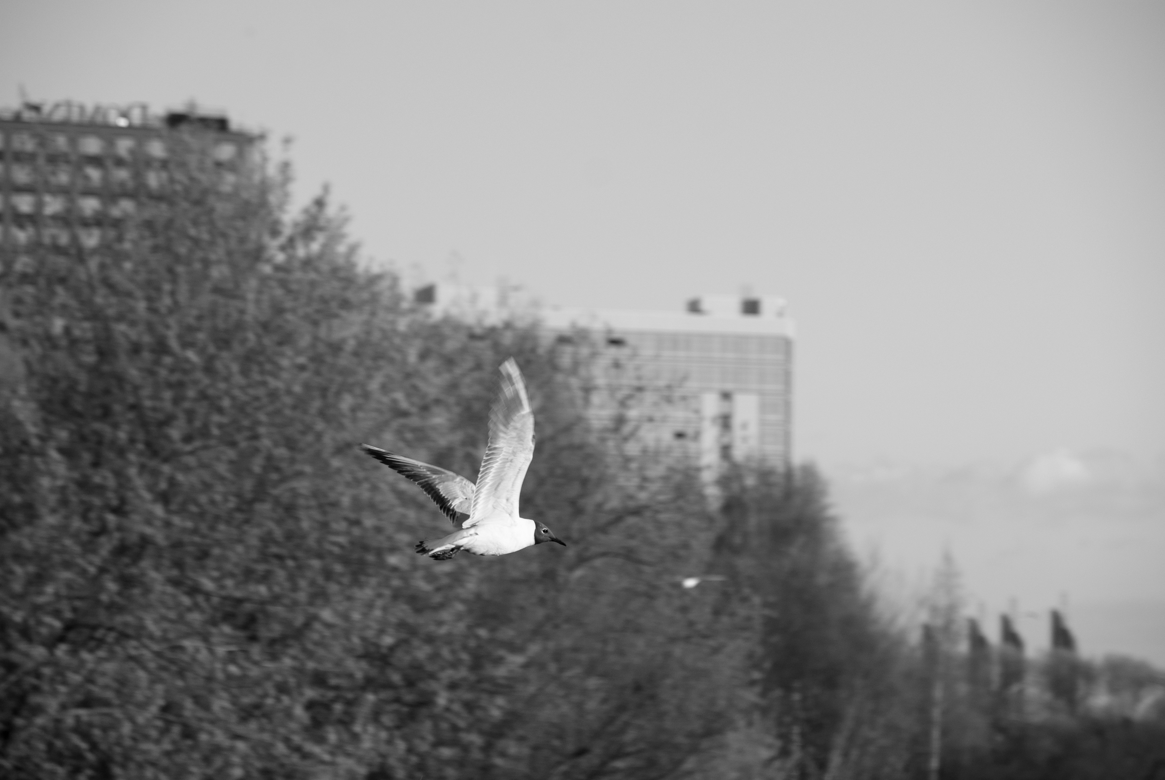 Midflight over a Winter-Gray Cityline