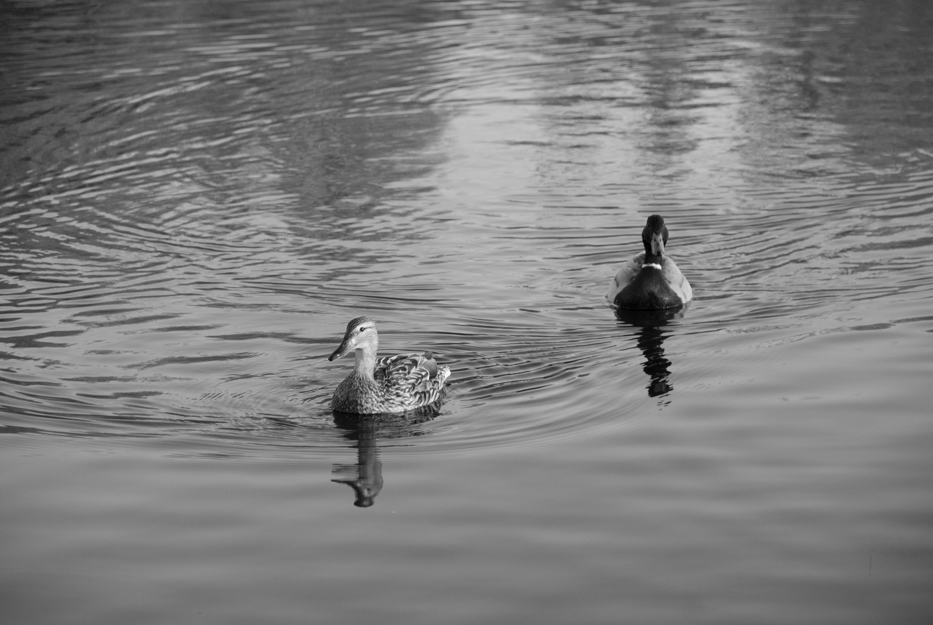 Two ducks glide gracefully across a serene water surface, their reflections shimmering in the stillness.